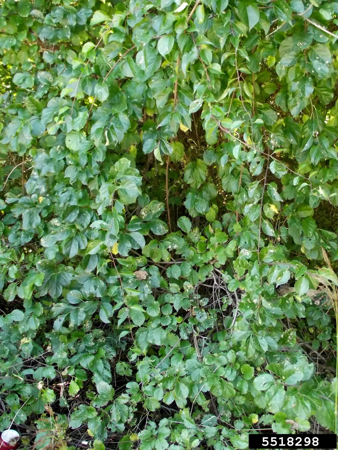 round leaf bittersweet (Celastrus orbiculatus Thunb.)