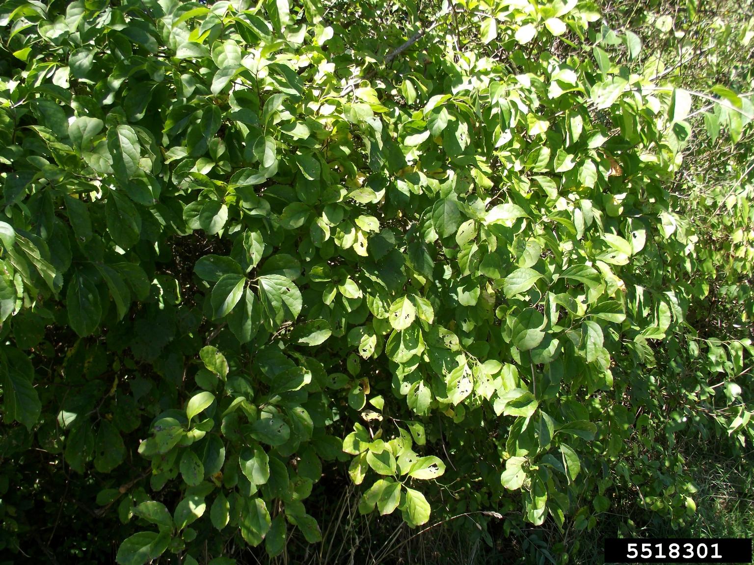 round leaf bittersweet (Celastrus orbiculatus Thunb.)