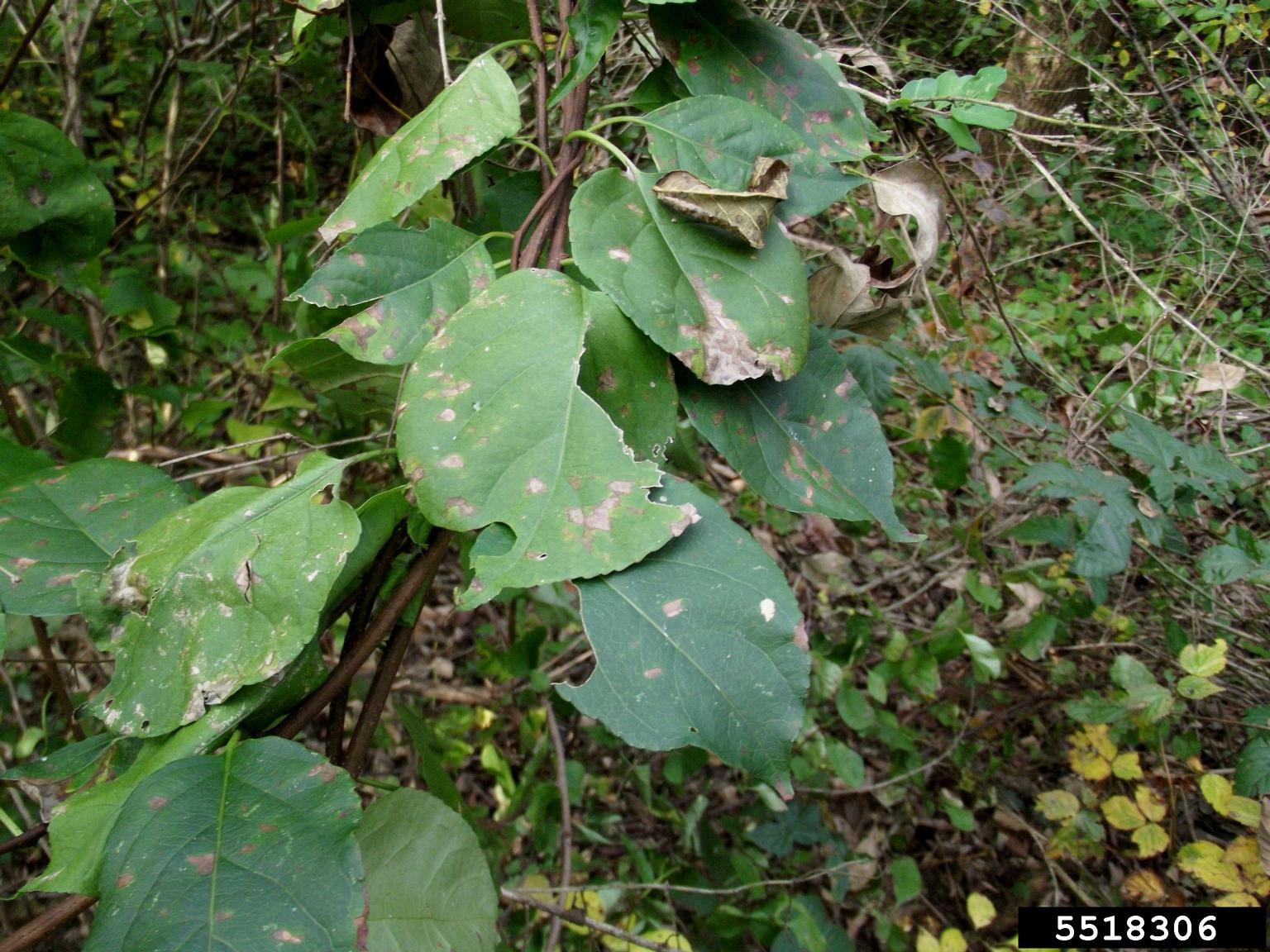 round leaf bittersweet (Celastrus orbiculatus)