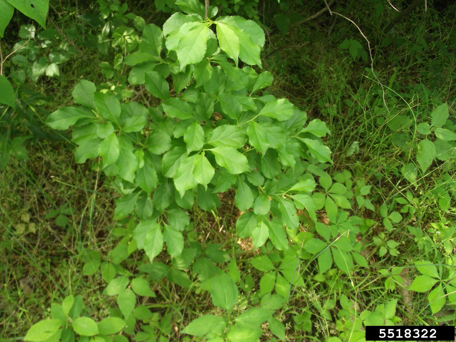 round leaf bittersweet (Celastrus orbiculatus)