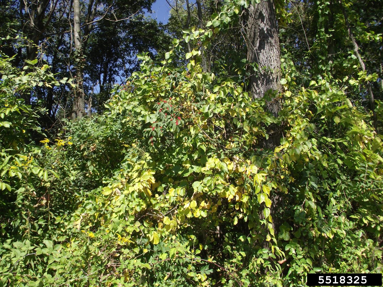 round leaf bittersweet (Celastrus orbiculatus Thunb.)
