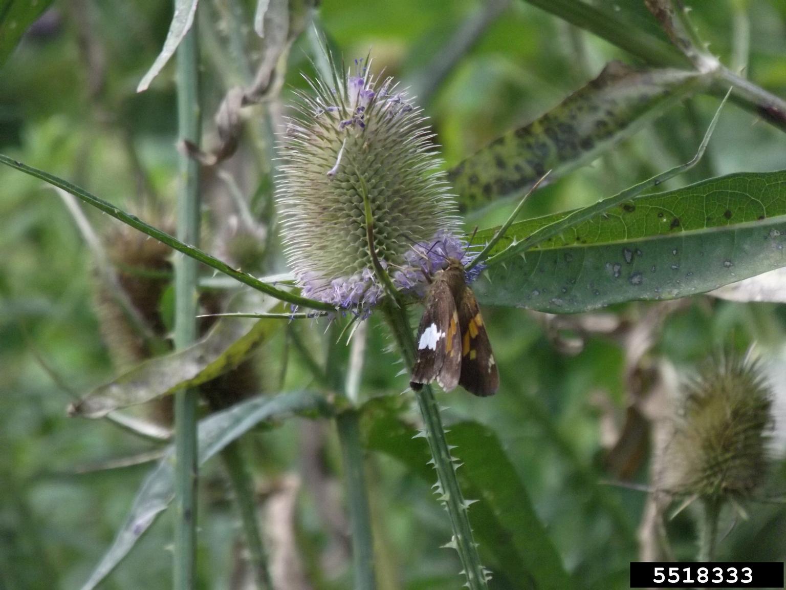 common teasel (Dipsacus fullonum L.)
