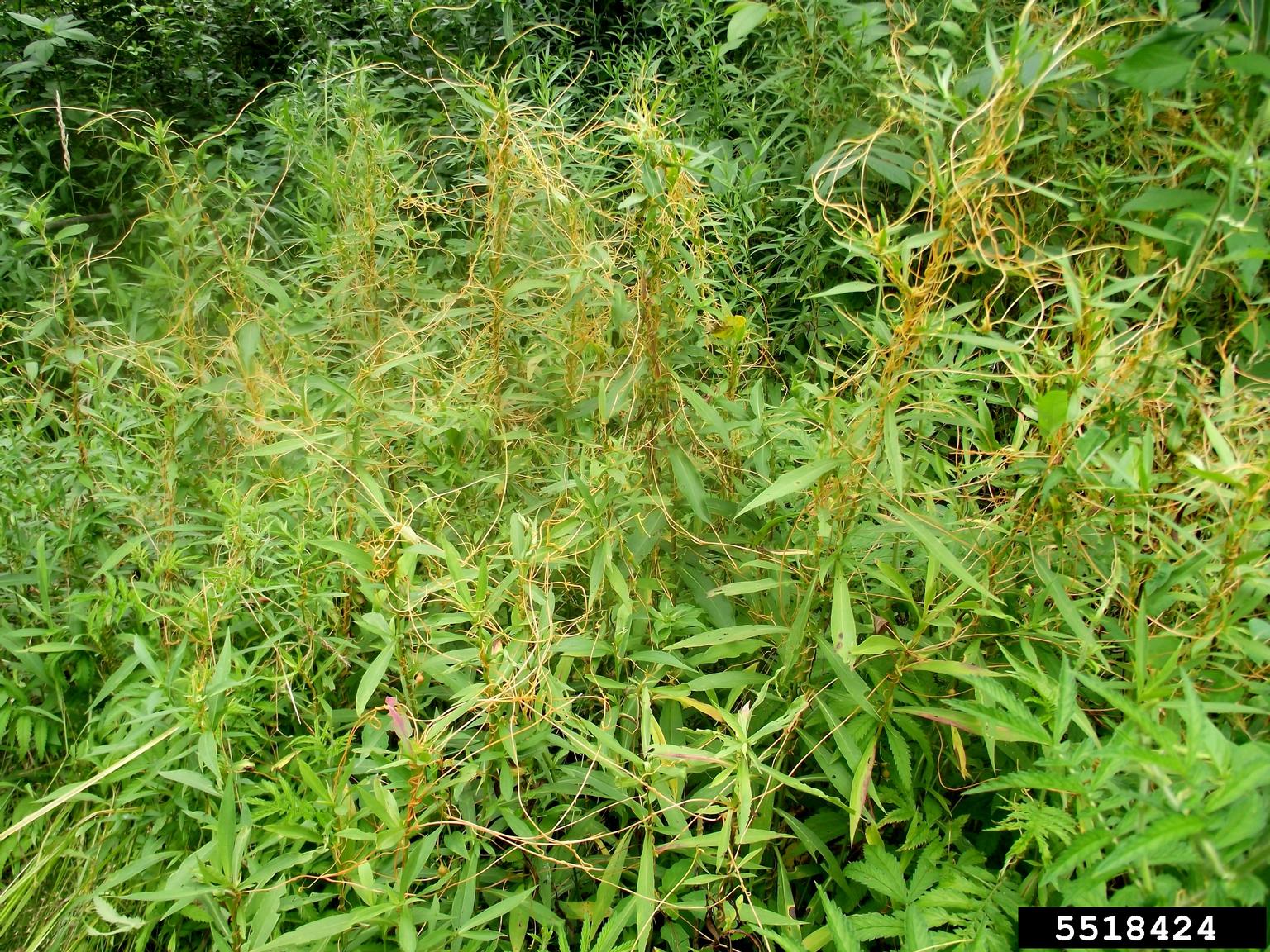 dodder (Genus Cuscuta)