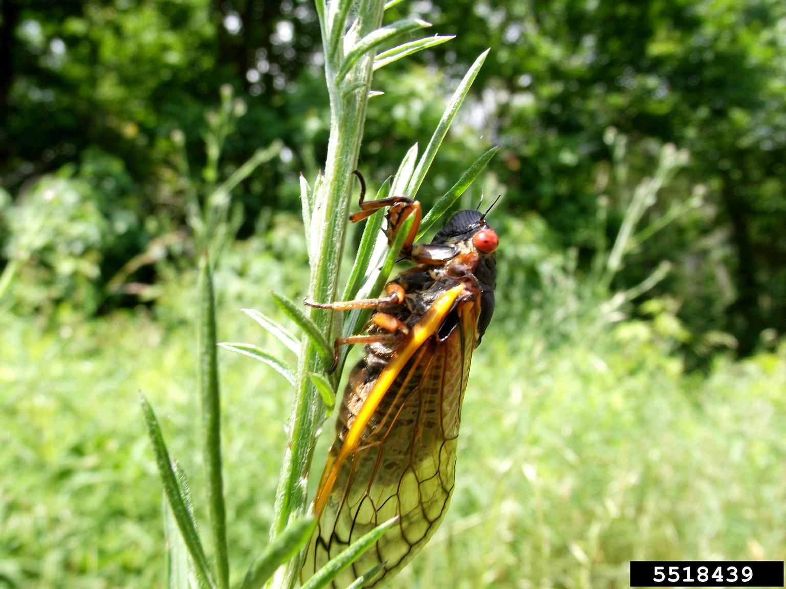 periodical cicada (Genus Magicicada)