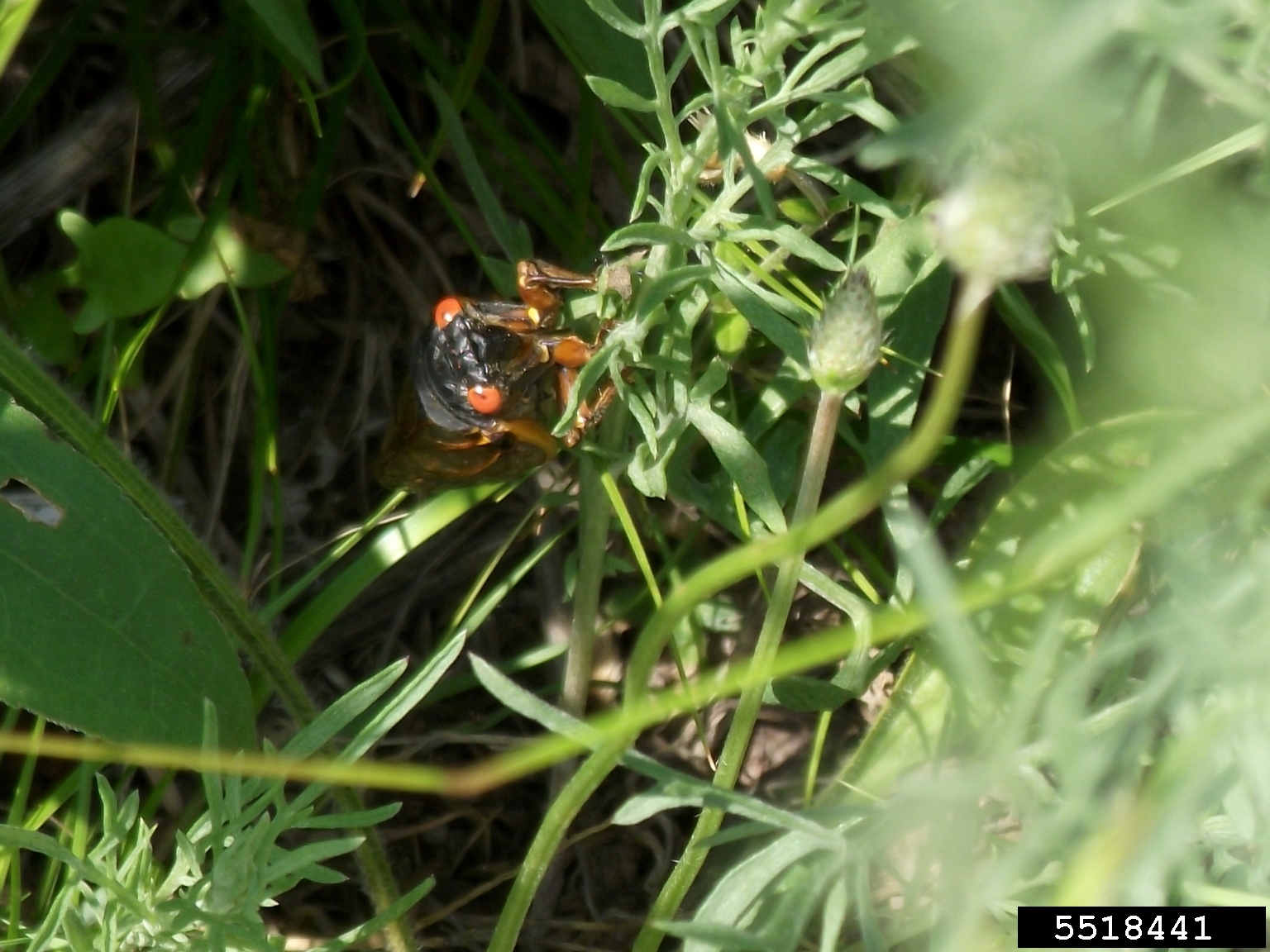cicadas (Family Cicadidae)