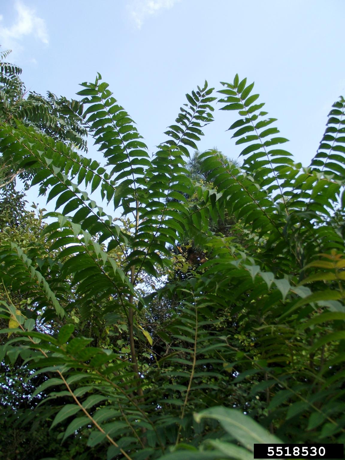 tree-of-heaven (Ailanthus altissima)