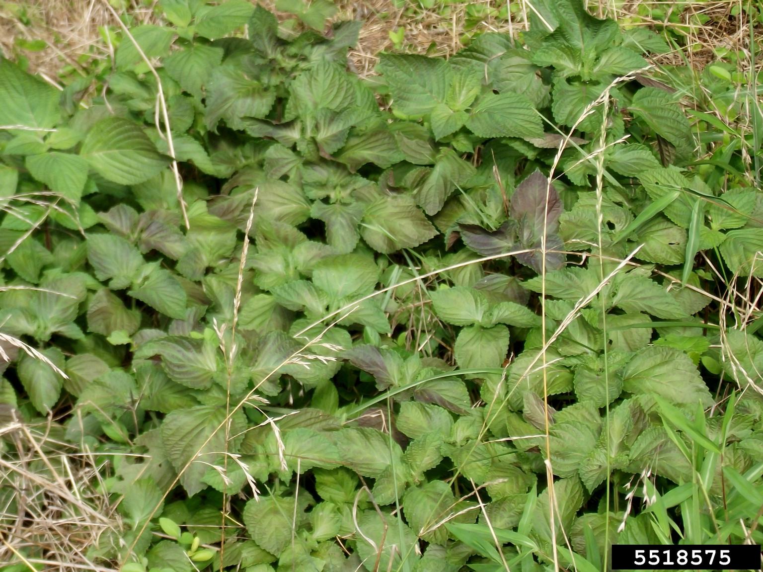 perilla mint (Perilla frutescens (L.) Britton)