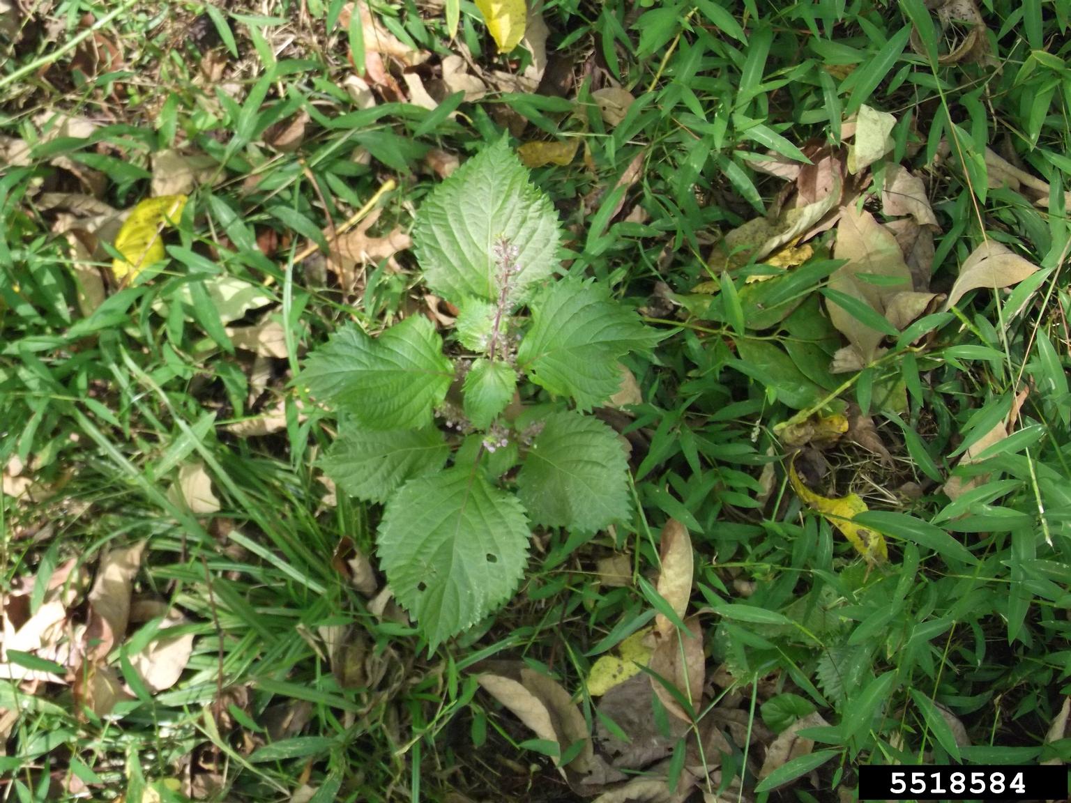 perilla mint (Perilla frutescens (L.) Britton)