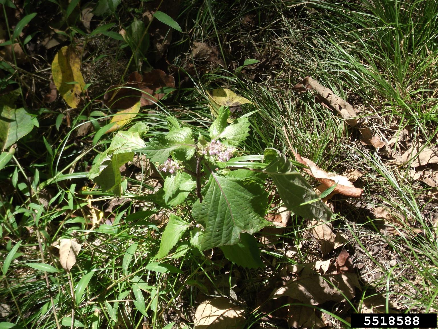 perilla mint (Perilla frutescens (L.) Britton)