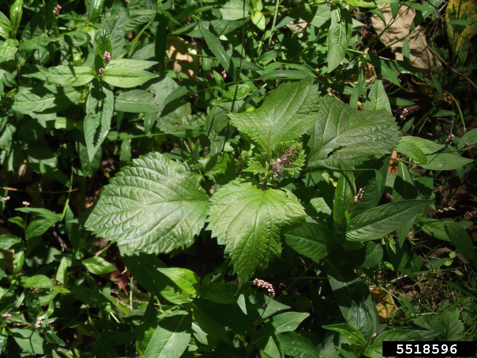 perilla mint (Perilla frutescens (L.) Britton)