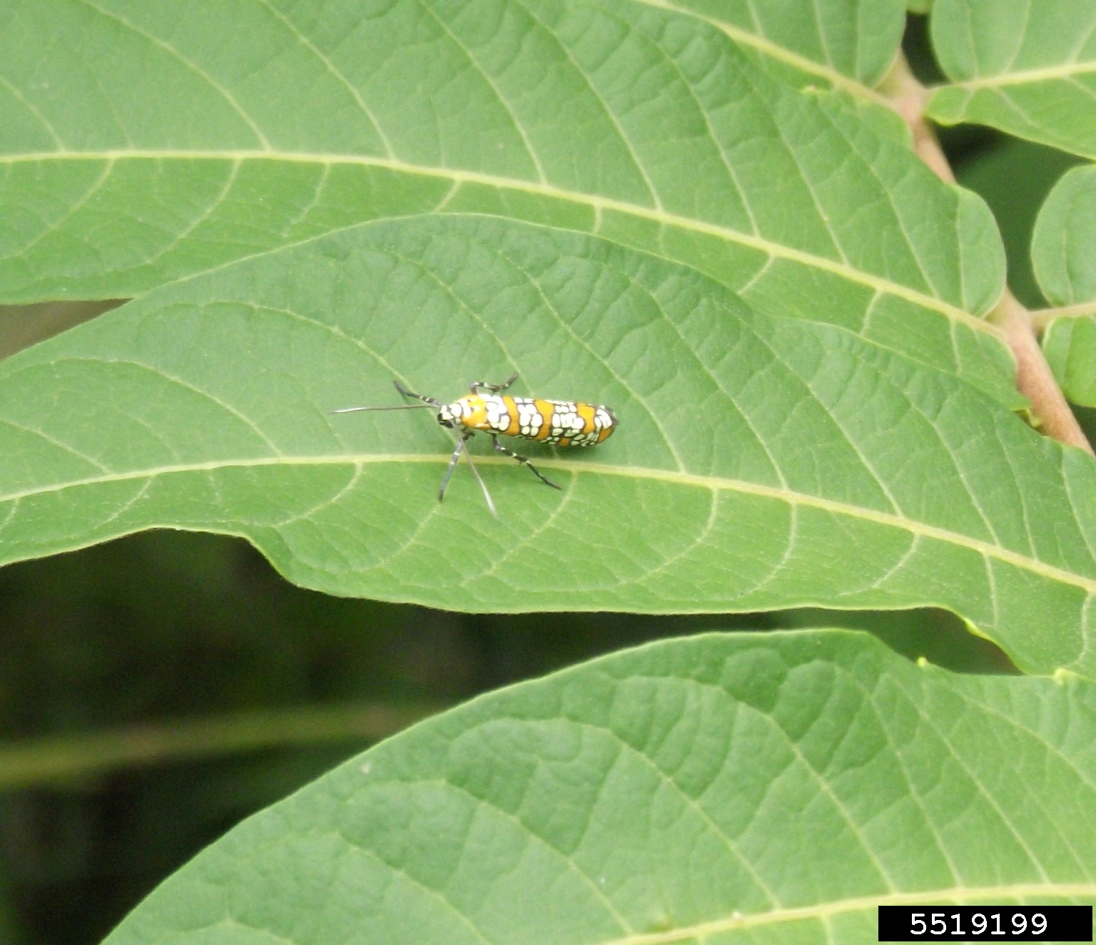 ailanthus webworm (Atteva aurea)