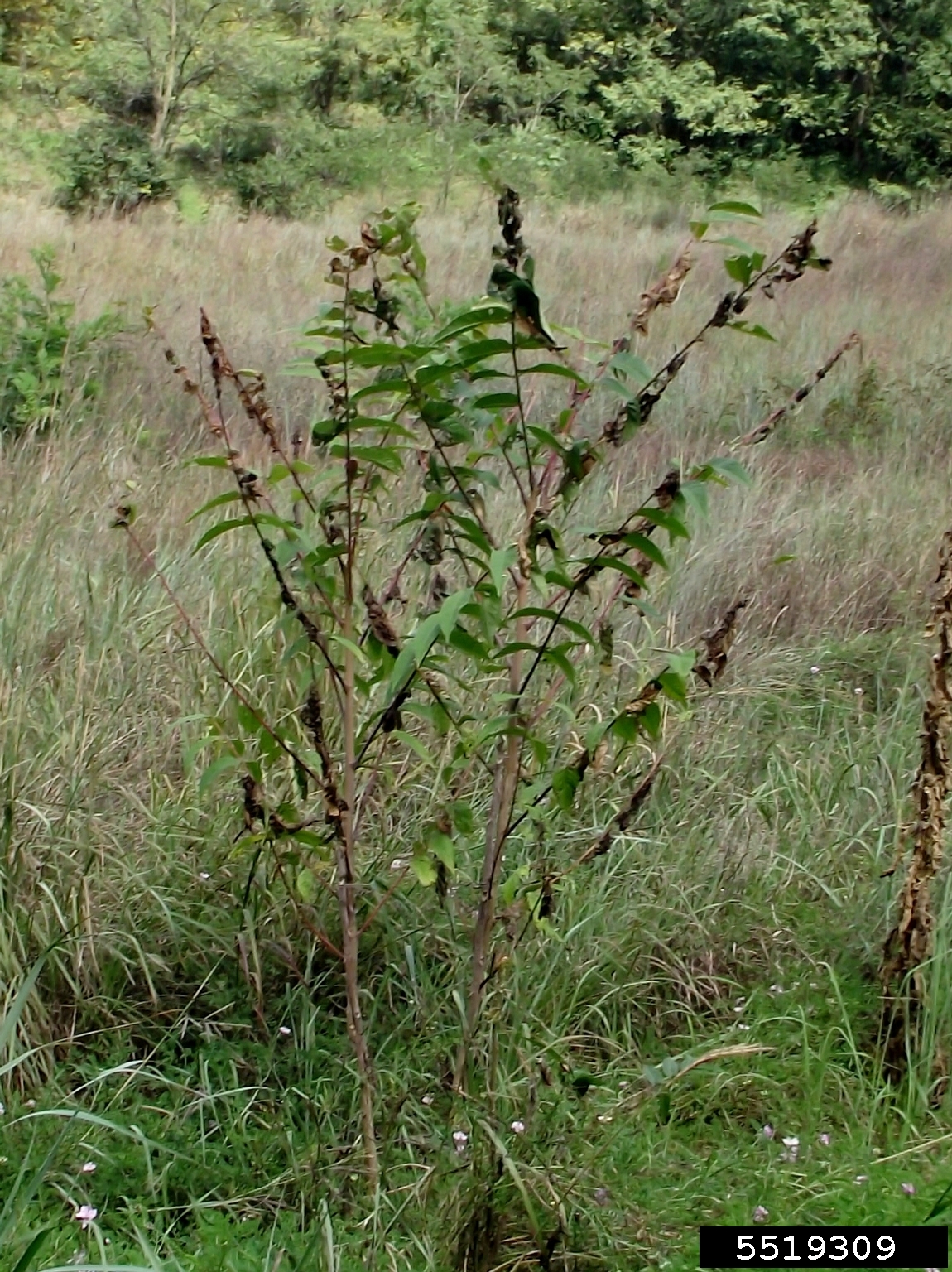 ailanthus webworm (Atteva aurea)