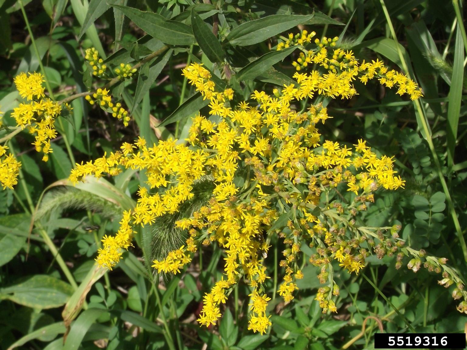 goldenrod (Genus Solidago)