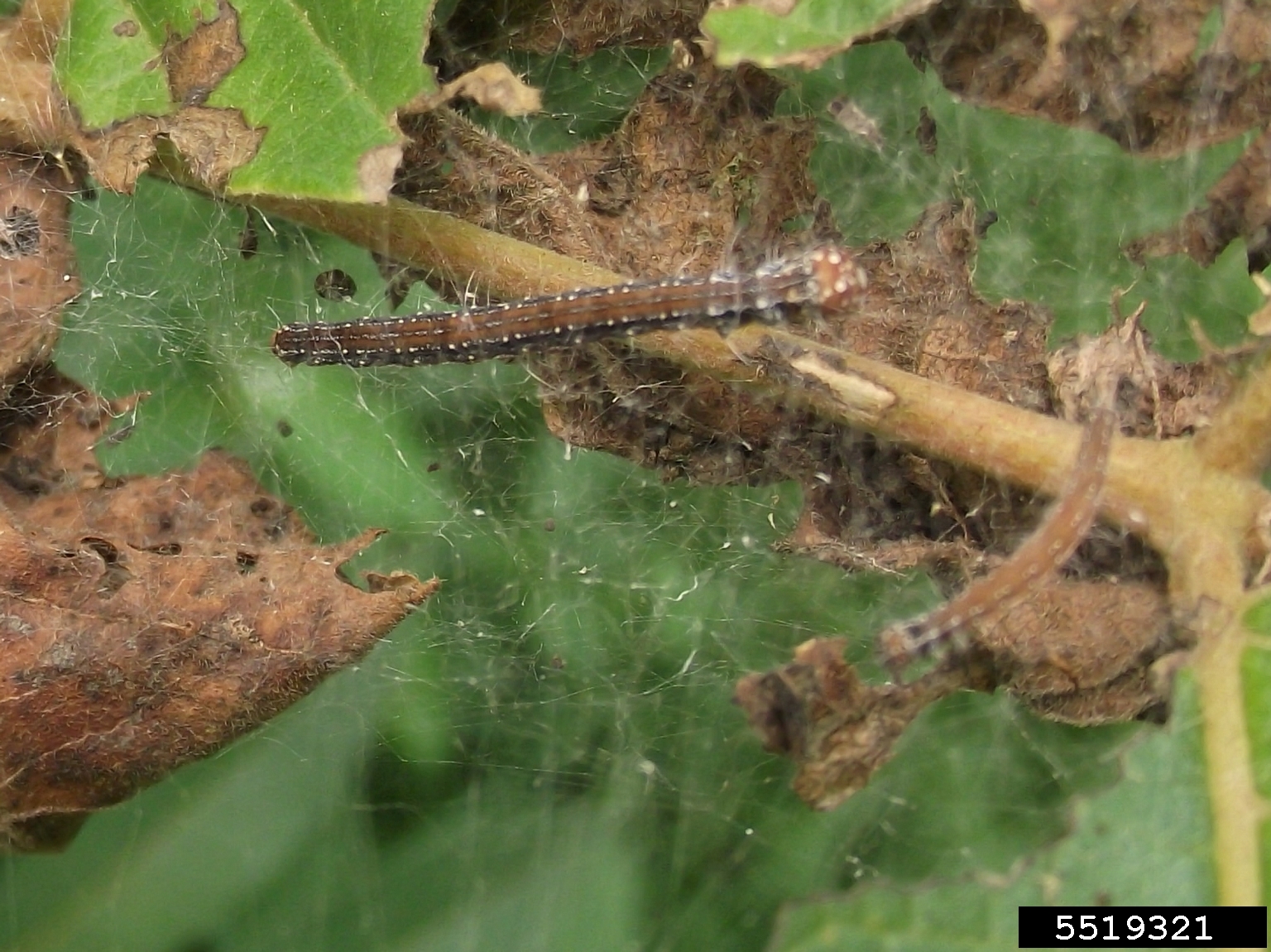 ailanthus webworm (Atteva aurea Cramer, 1781)