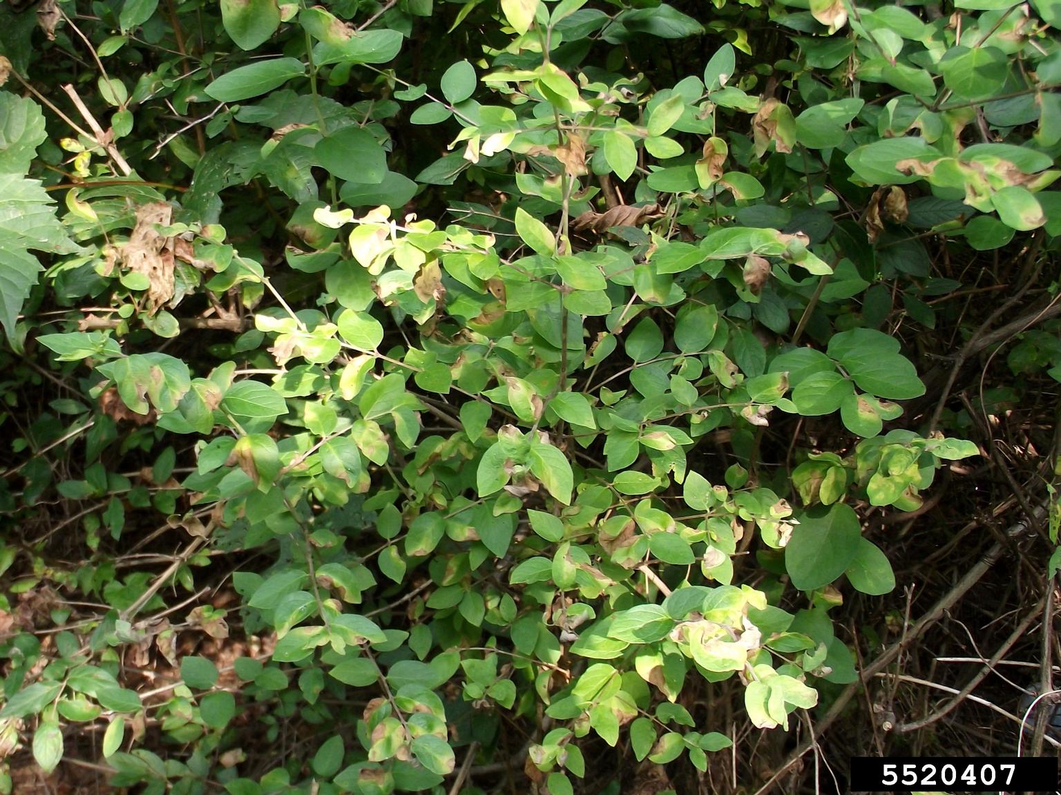 bush honeysuckles (exotic) (Genus Lonicera L.)