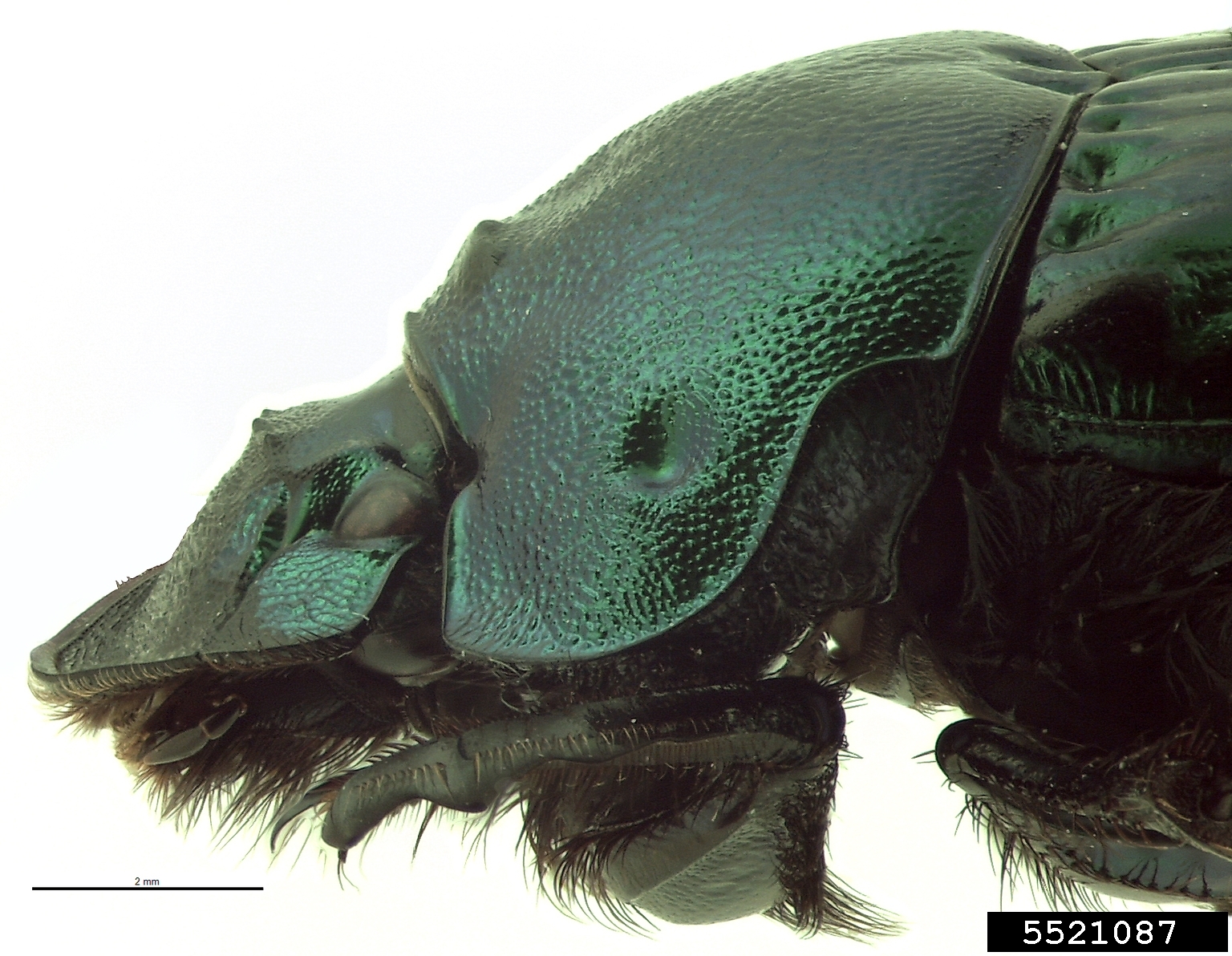 dung beetle (Phanaeus daphnis Harold)