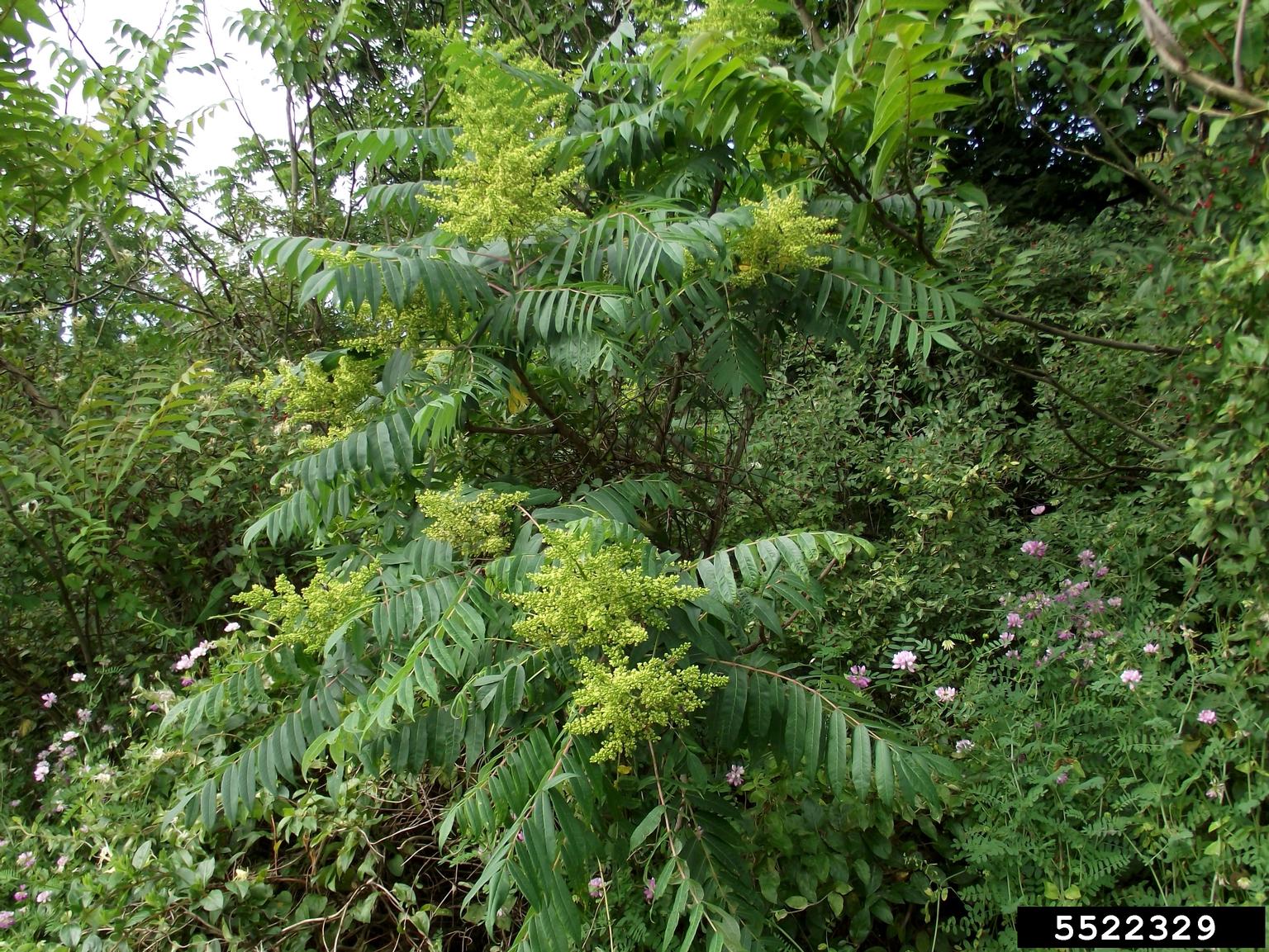 tree-of-heaven (Ailanthus altissima)