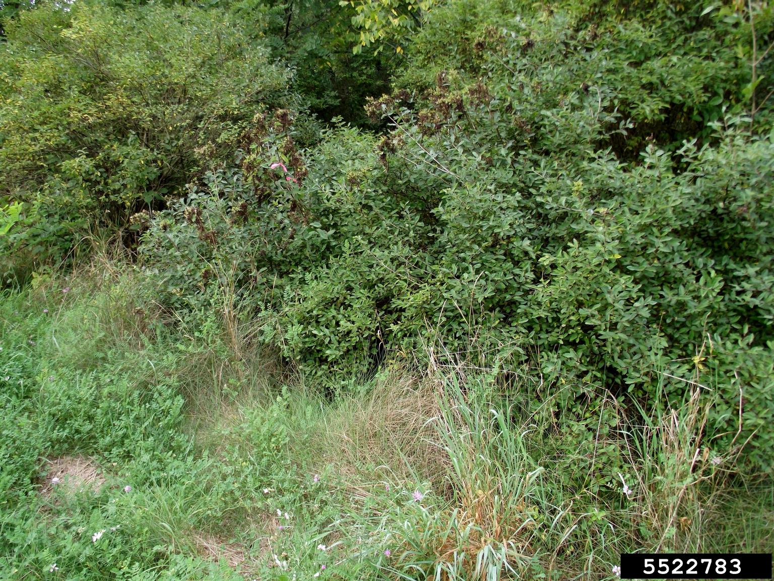 Elaeagnus (Genus Elaeagnus L.)