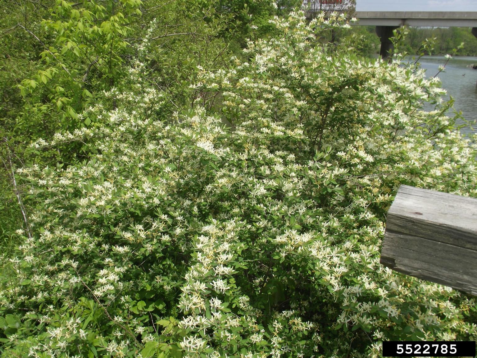 bush honeysuckles (exotic) (Genus Lonicera L.)