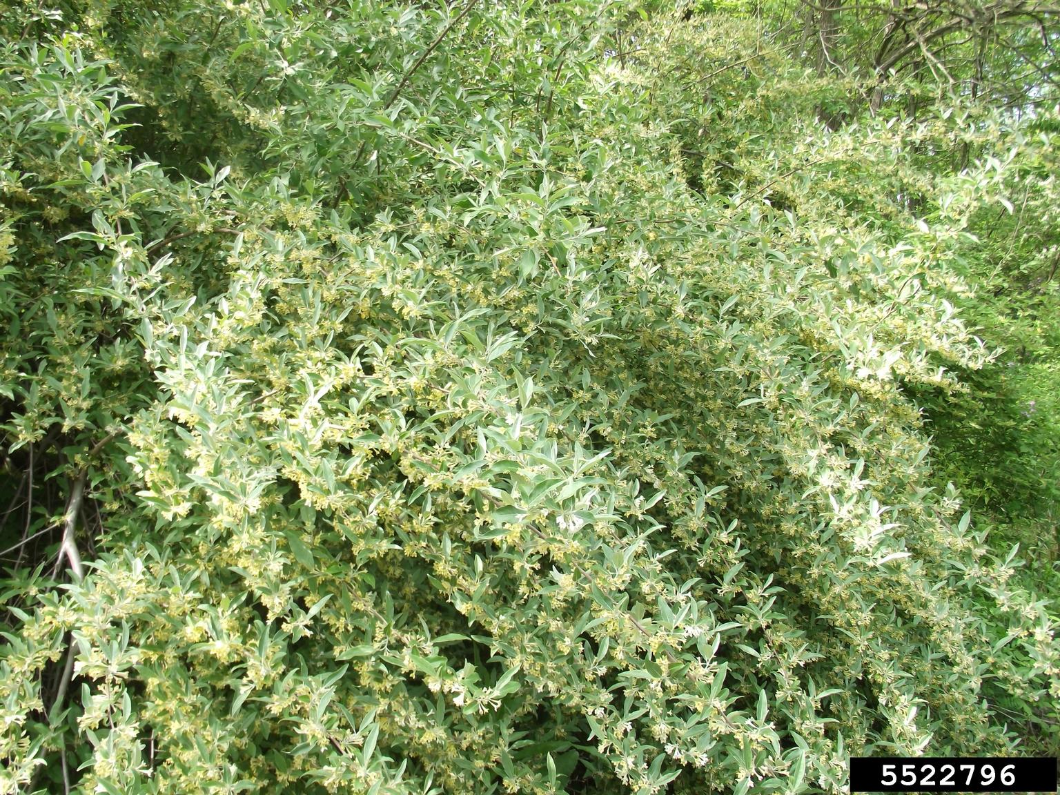 thorny olive (Elaeagnus pungens Thunb.)