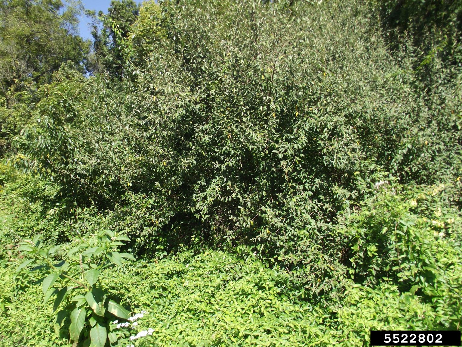 Elaeagnus (Genus Elaeagnus L.)