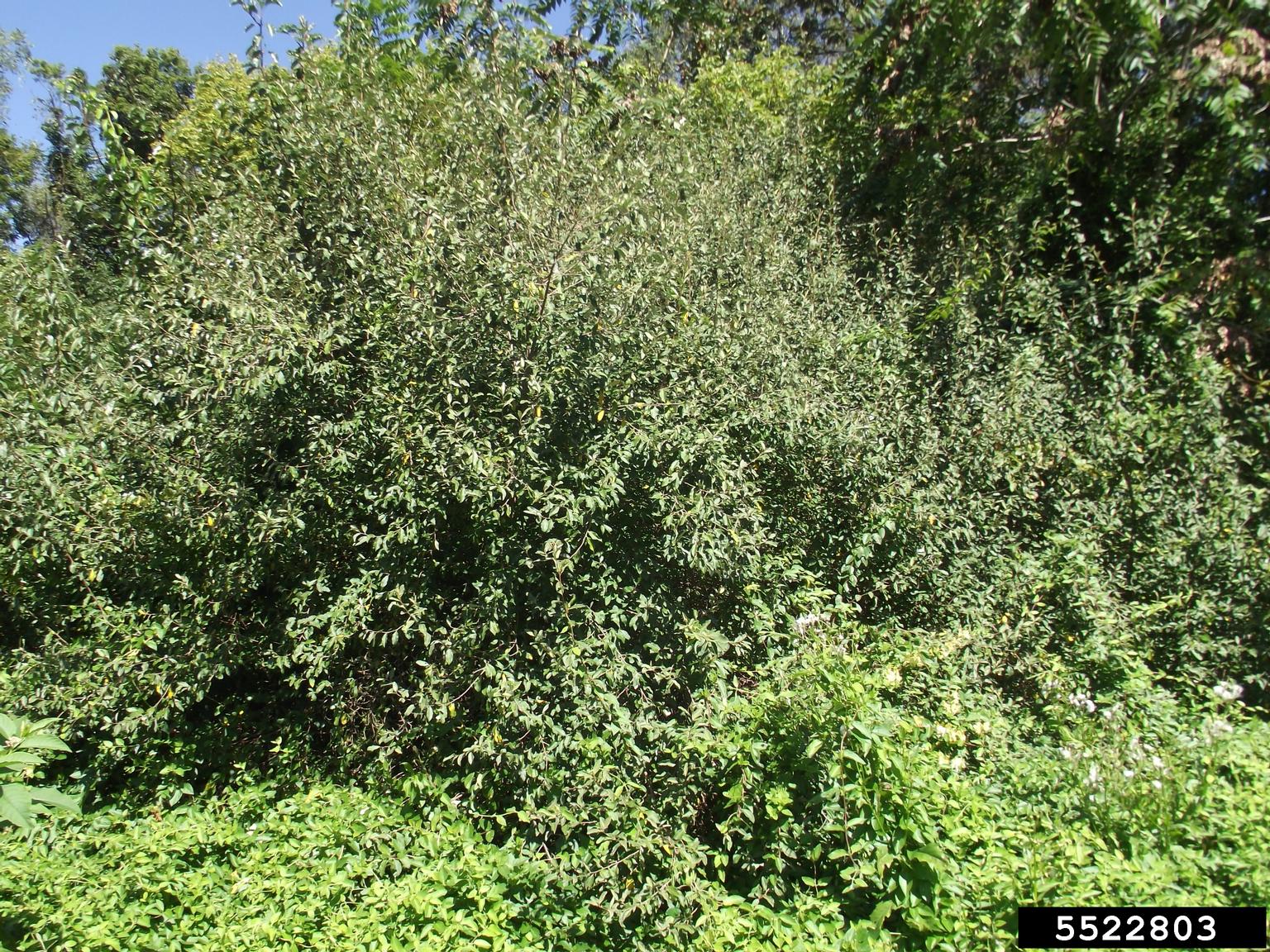 Elaeagnus (Genus Elaeagnus L.)