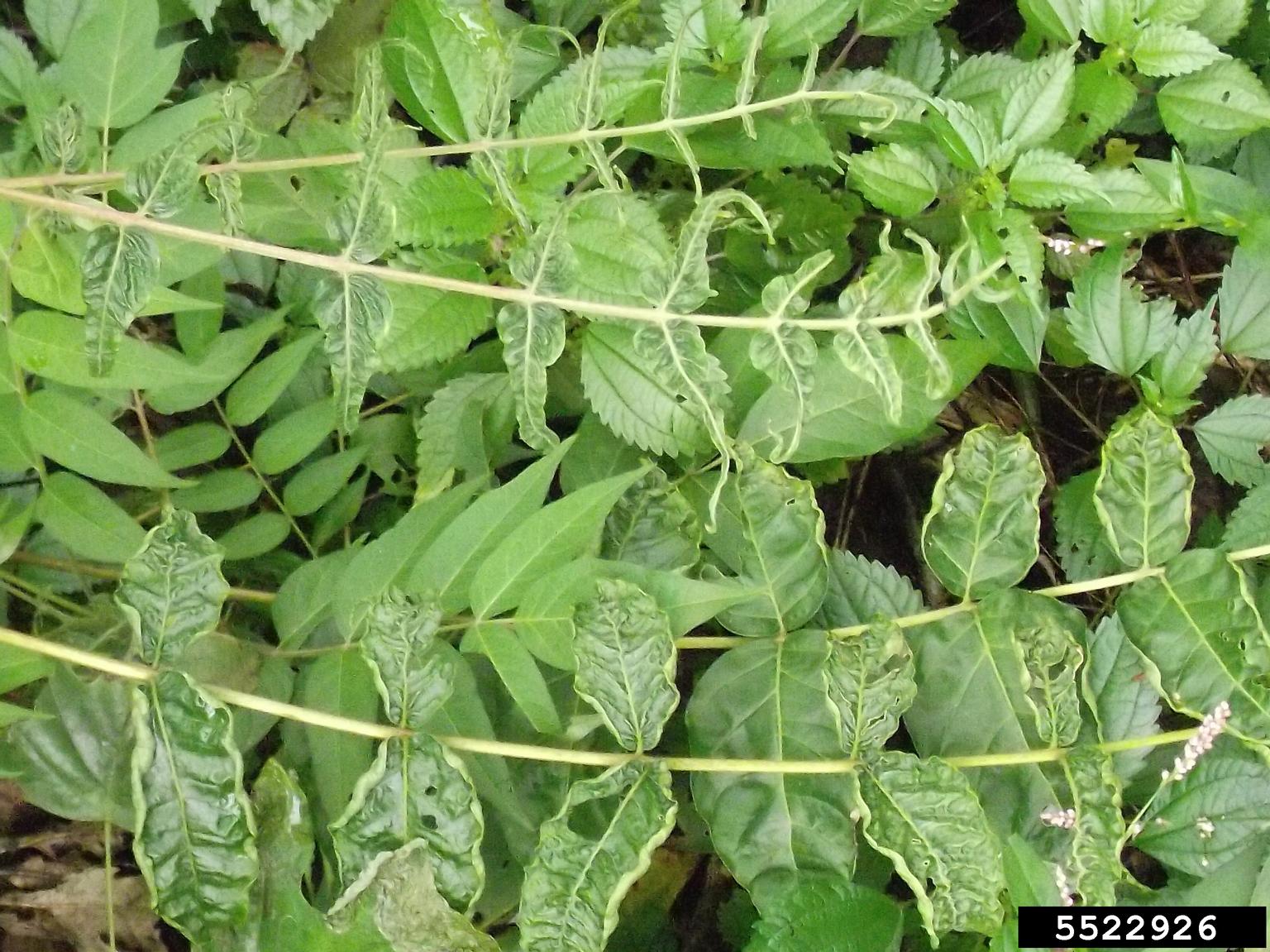 mite (Aculops ailanthi Lin-Fuping, Jin-Changle & Kuang-Haiyua, 1997)