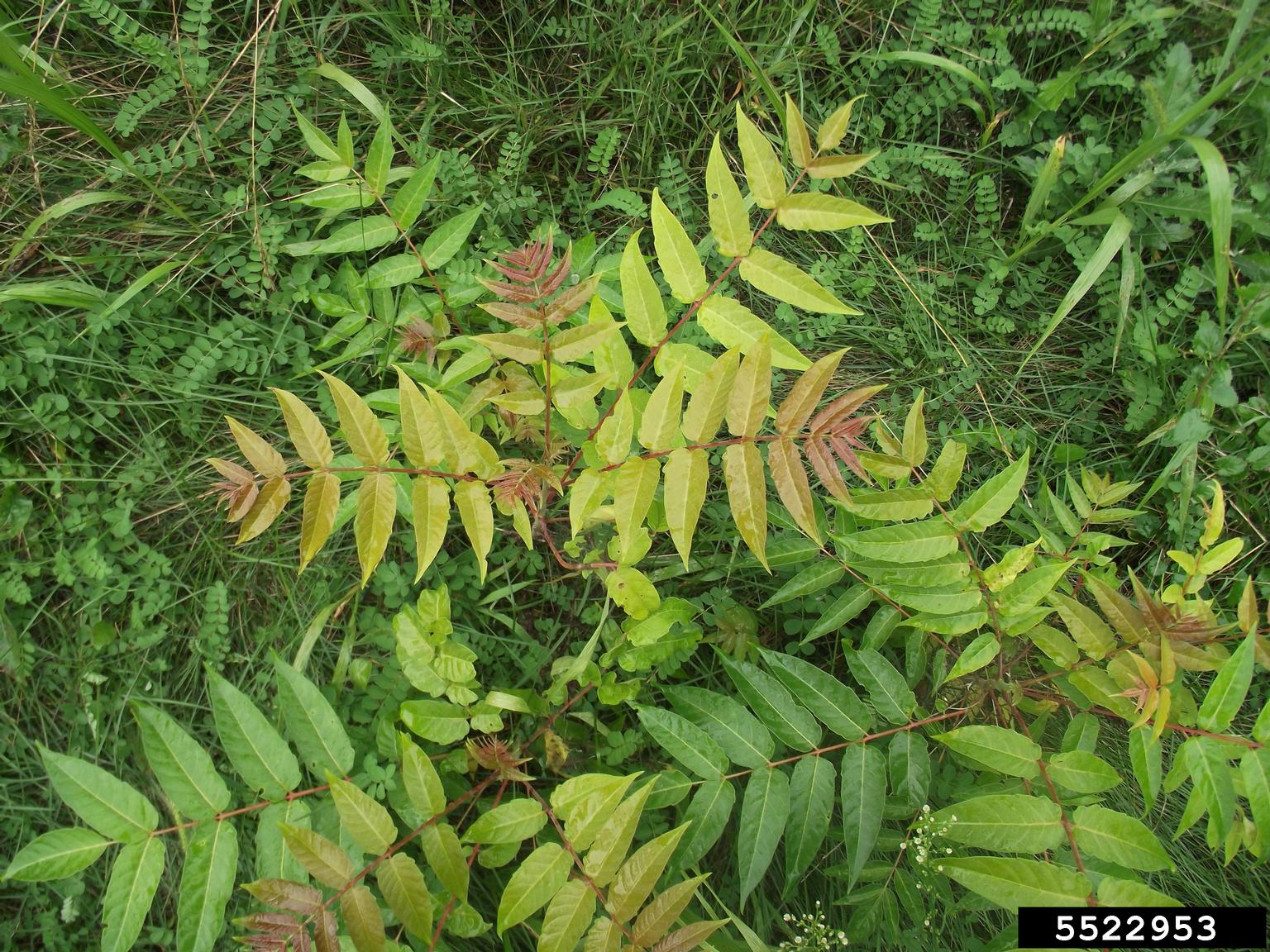 mite (Aculops ailanthi Lin-Fuping, Jin-Changle & Kuang-Haiyua, 1997)