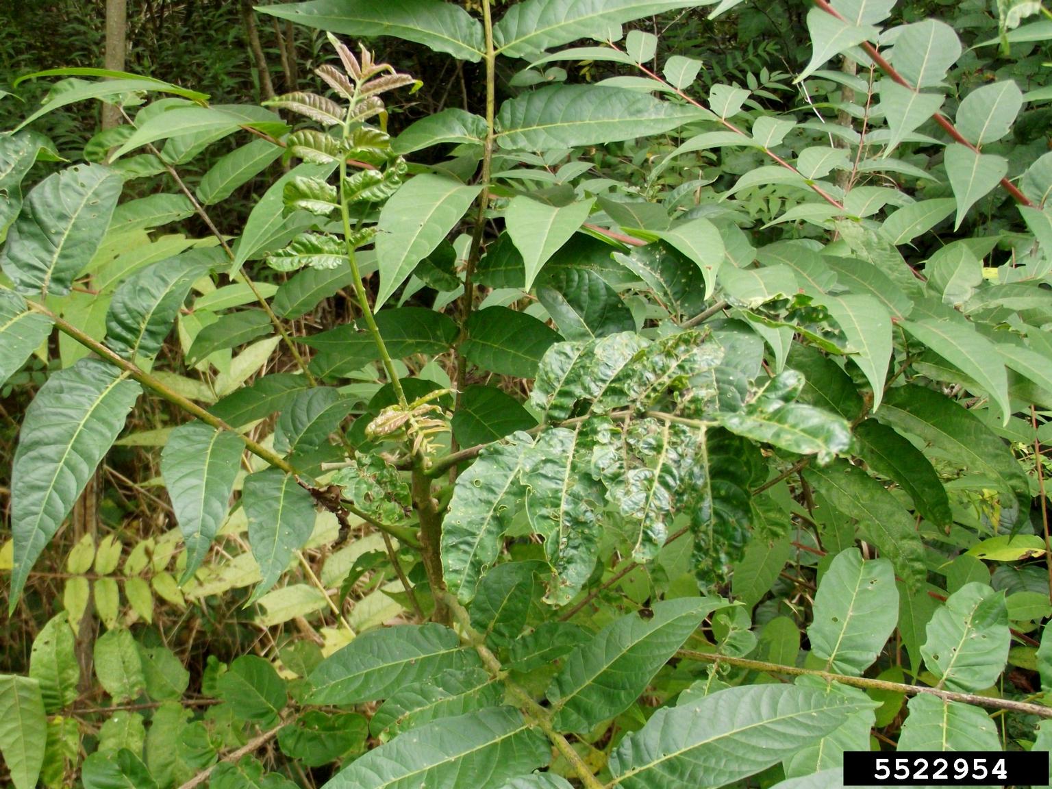 mite (Aculops ailanthi Lin-Fuping, Jin-Changle & Kuang-Haiyua, 1997)