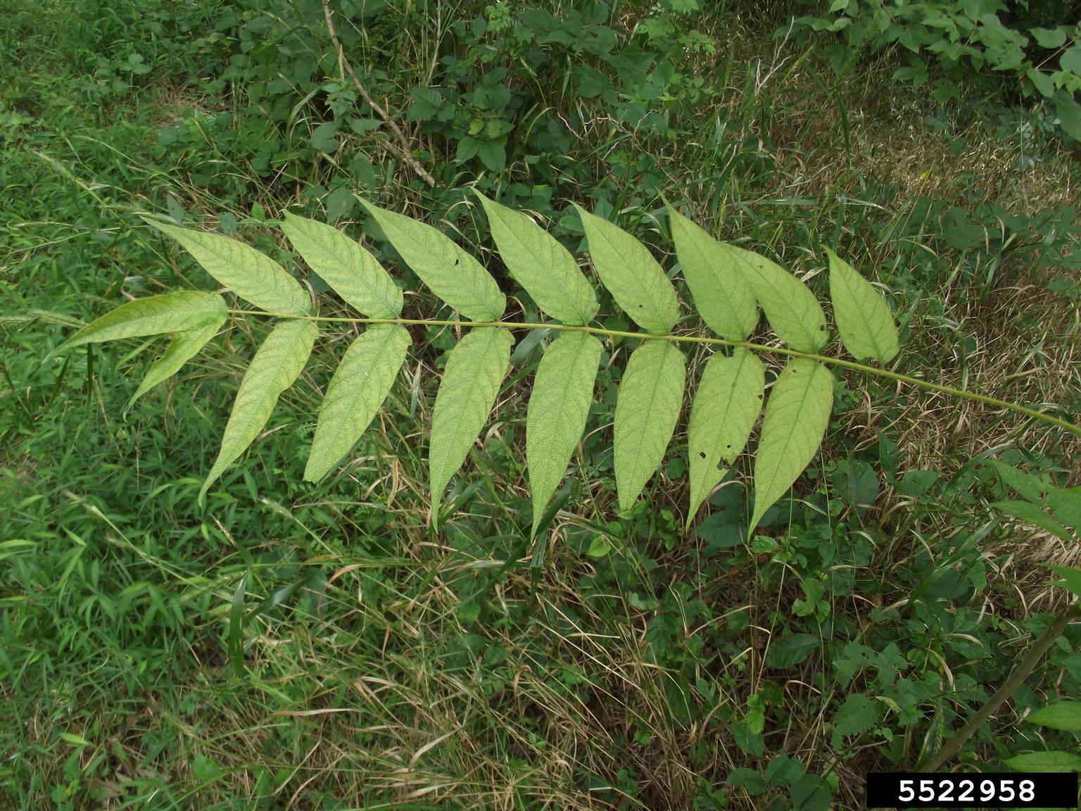 mite (Aculops ailanthi Lin-Fuping, Jin-Changle & Kuang-Haiyua, 1997)