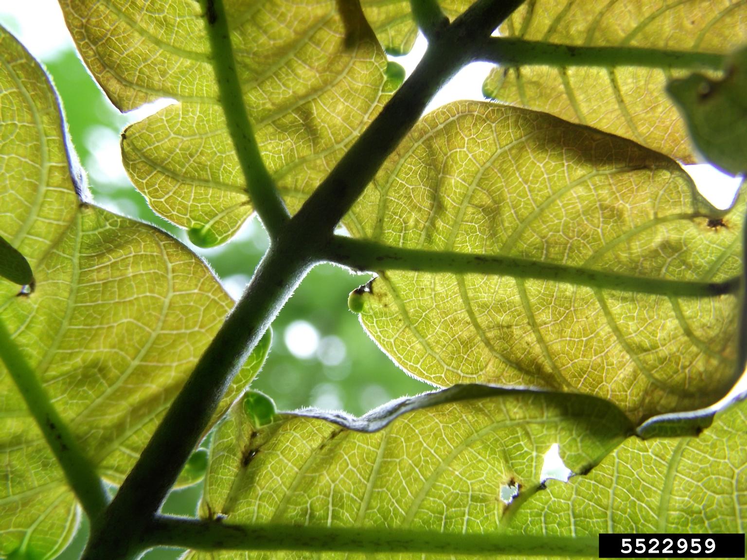 mite (Aculops ailanthi Lin-Fuping, Jin-Changle & Kuang-Haiyua, 1997)