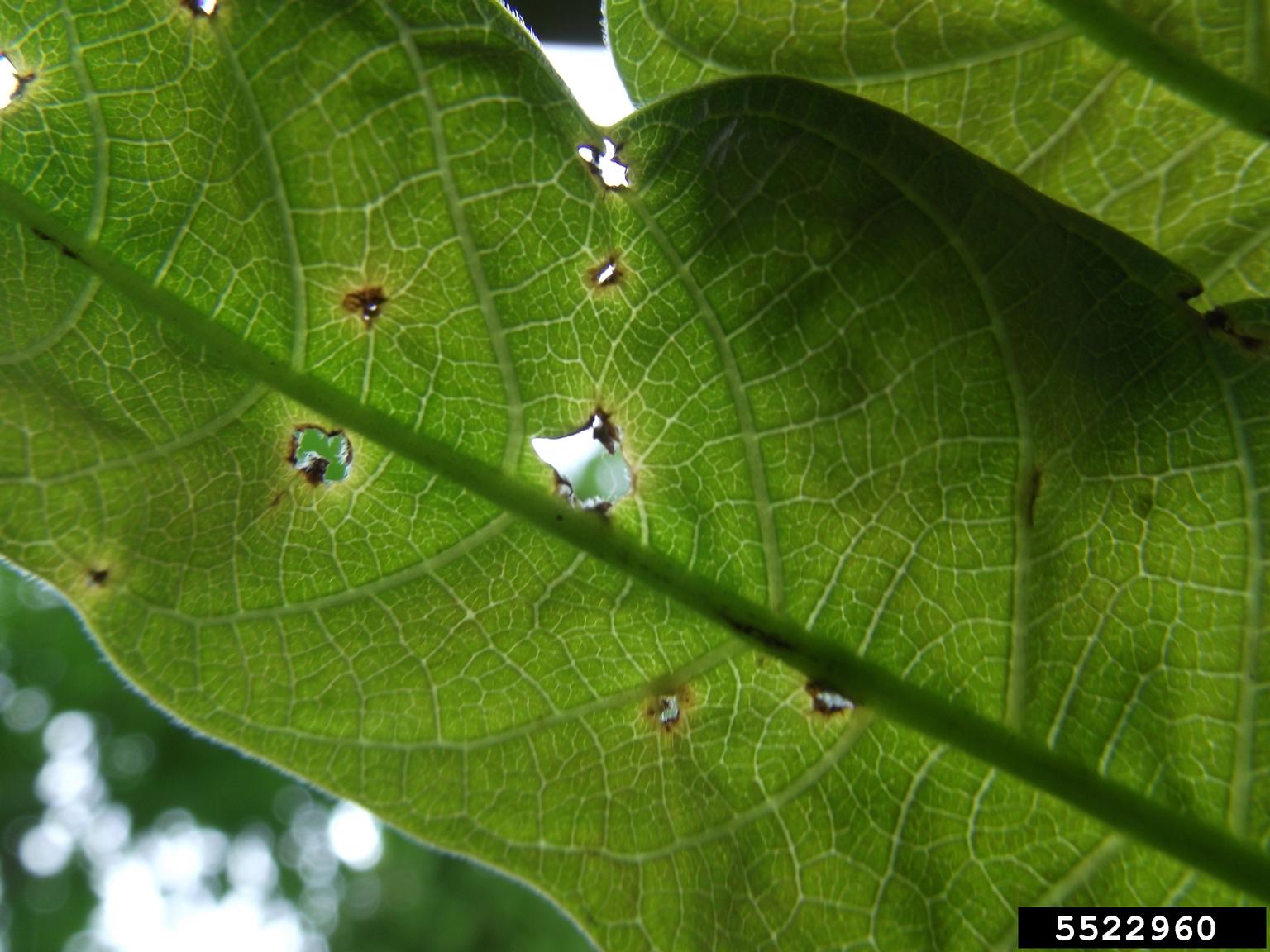 mite (Aculops ailanthi Lin-Fuping, Jin-Changle & Kuang-Haiyua, 1997)