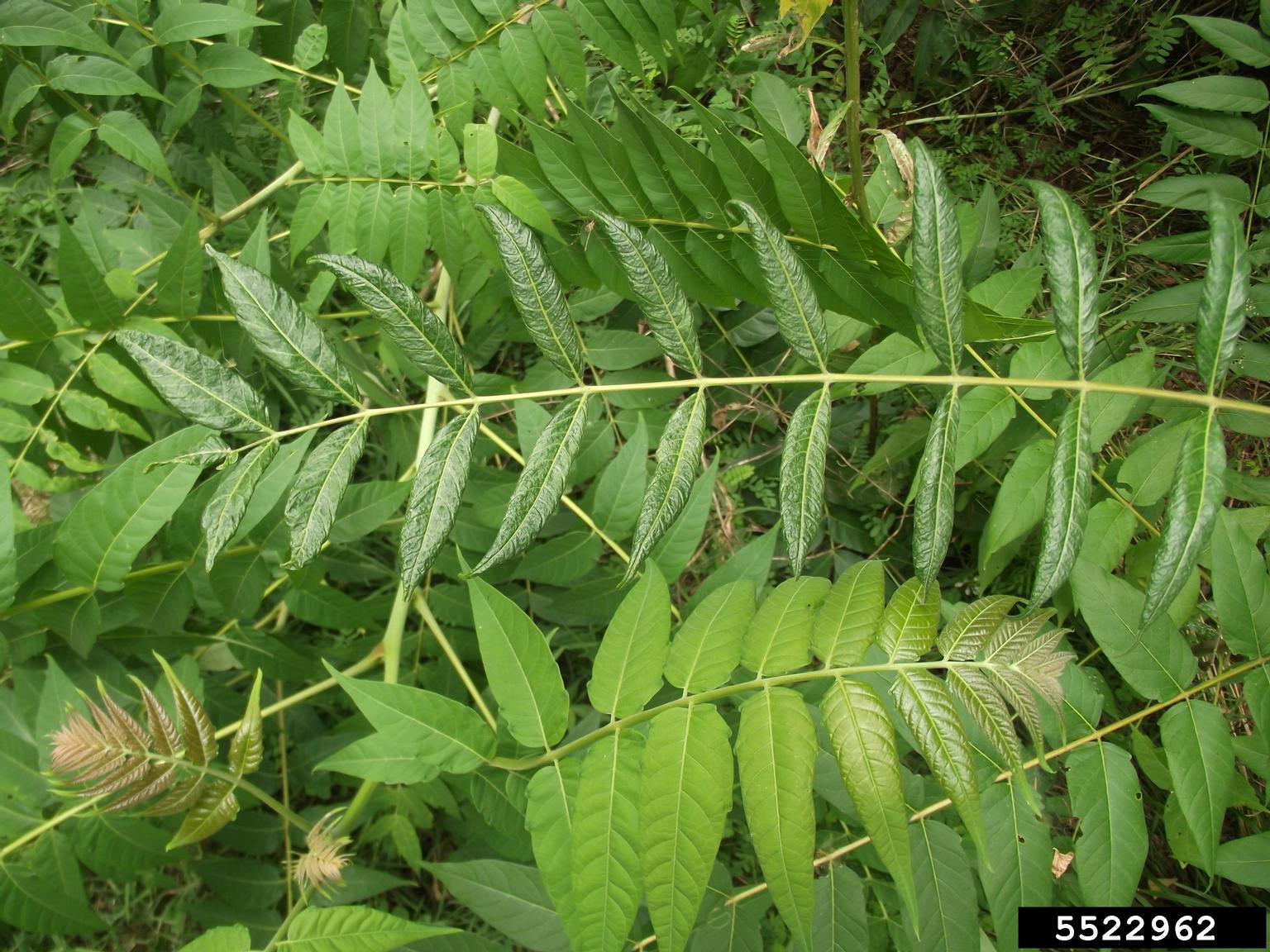 mite (Aculops ailanthi Lin-Fuping, Jin-Changle & Kuang-Haiyua, 1997)