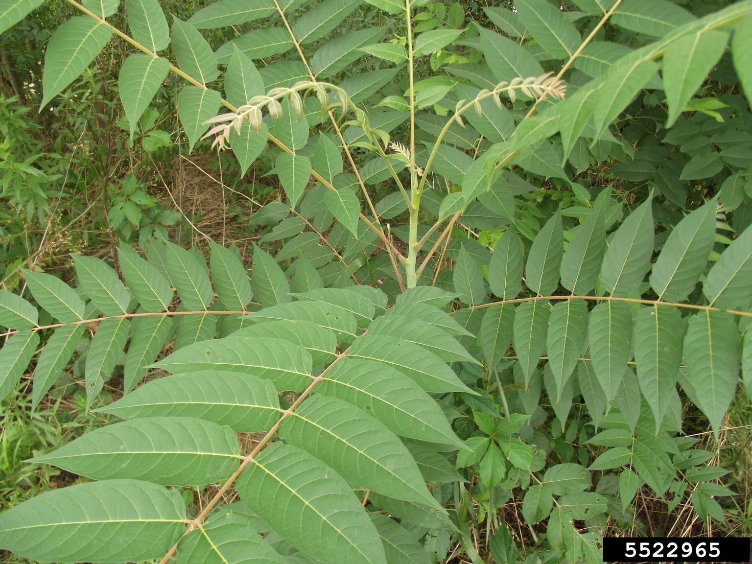 mite (Aculops ailanthi Lin-Fuping, Jin-Changle & Kuang-Haiyua, 1997)