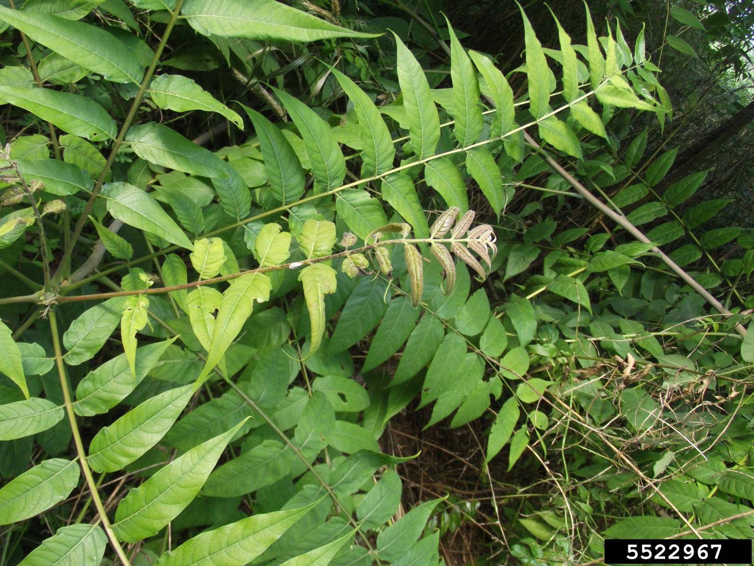 mite (Aculops ailanthi Lin-Fuping, Jin-Changle & Kuang-Haiyua, 1997)