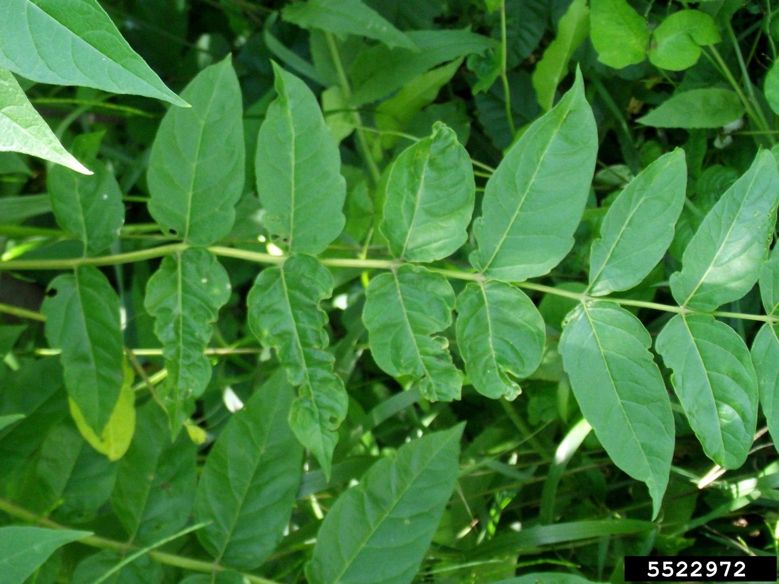 mite (Aculops ailanthi Lin-Fuping, Jin-Changle & Kuang-Haiyua, 1997)