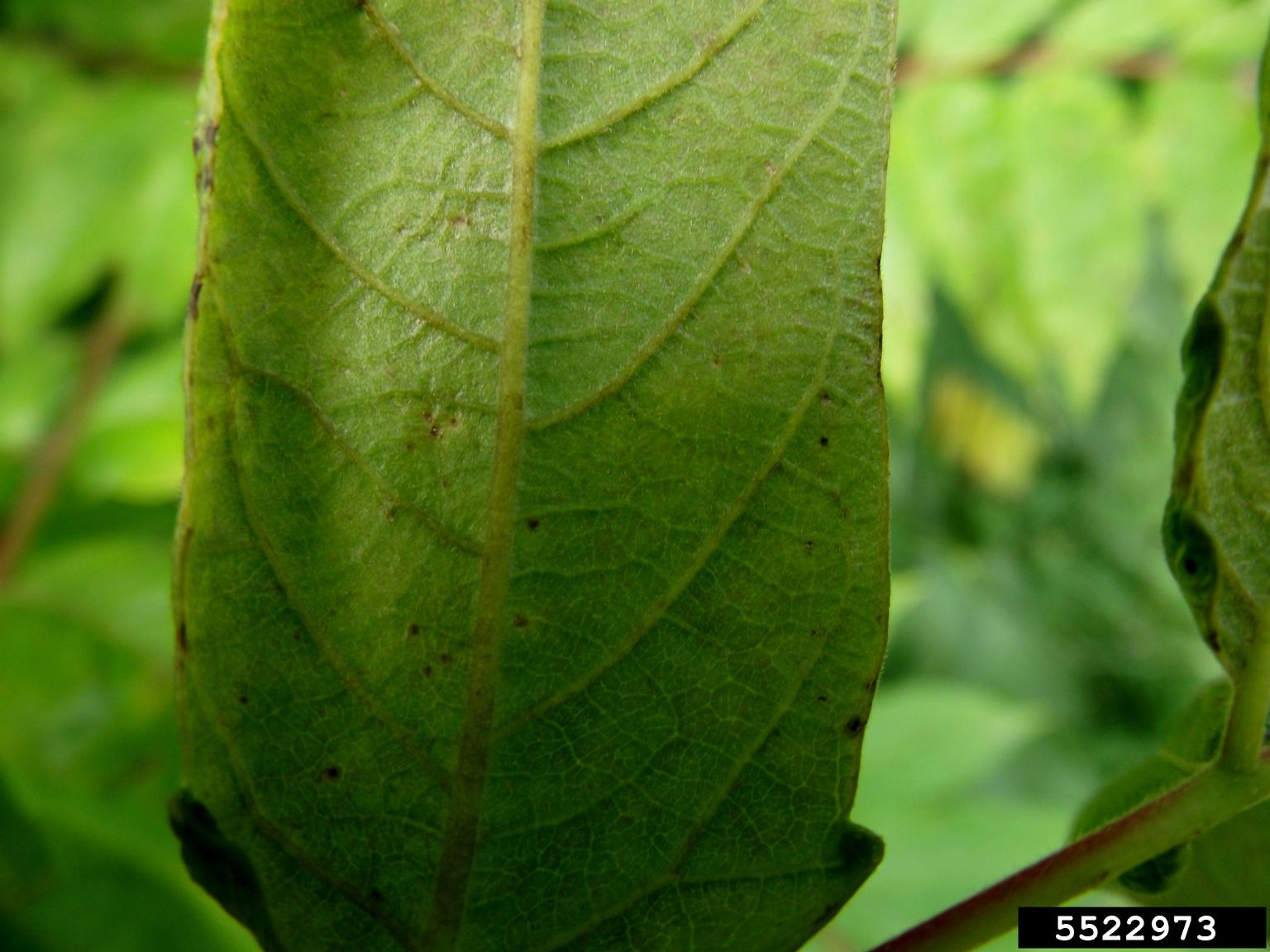 mite (Aculops ailanthi Lin-Fuping, Jin-Changle & Kuang-Haiyua, 1997)