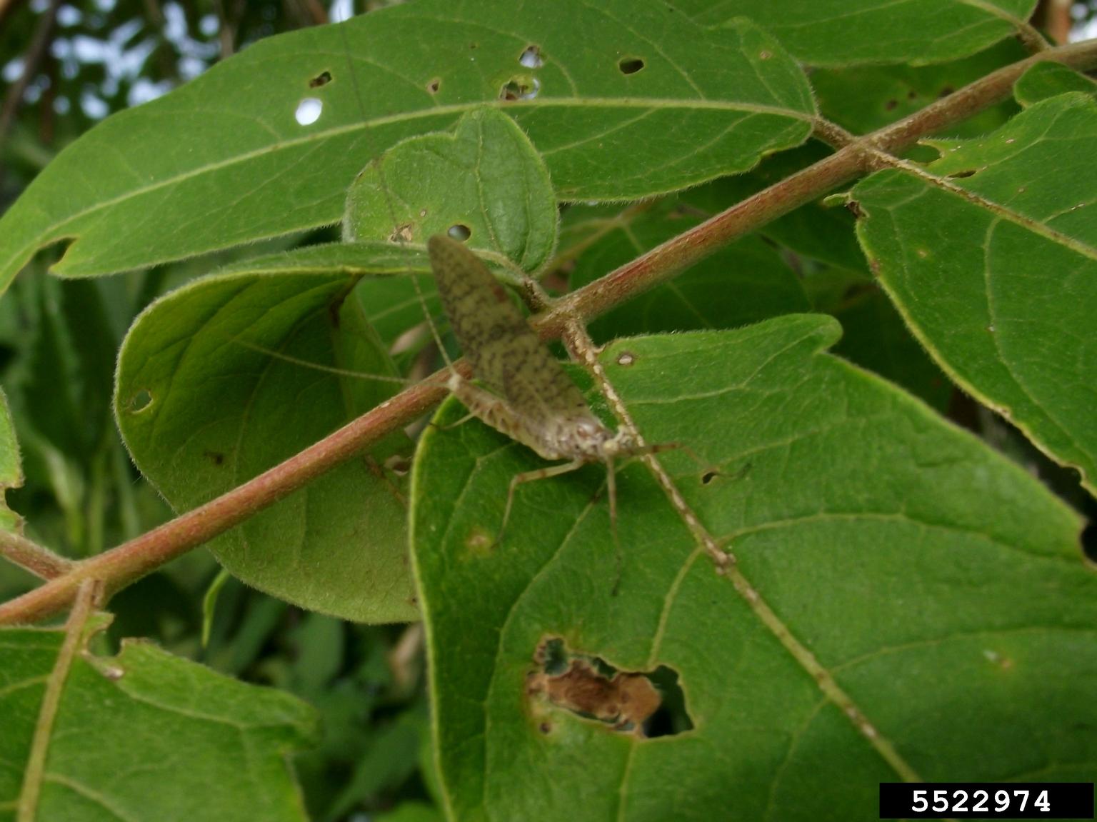 mite (Aculops ailanthi)