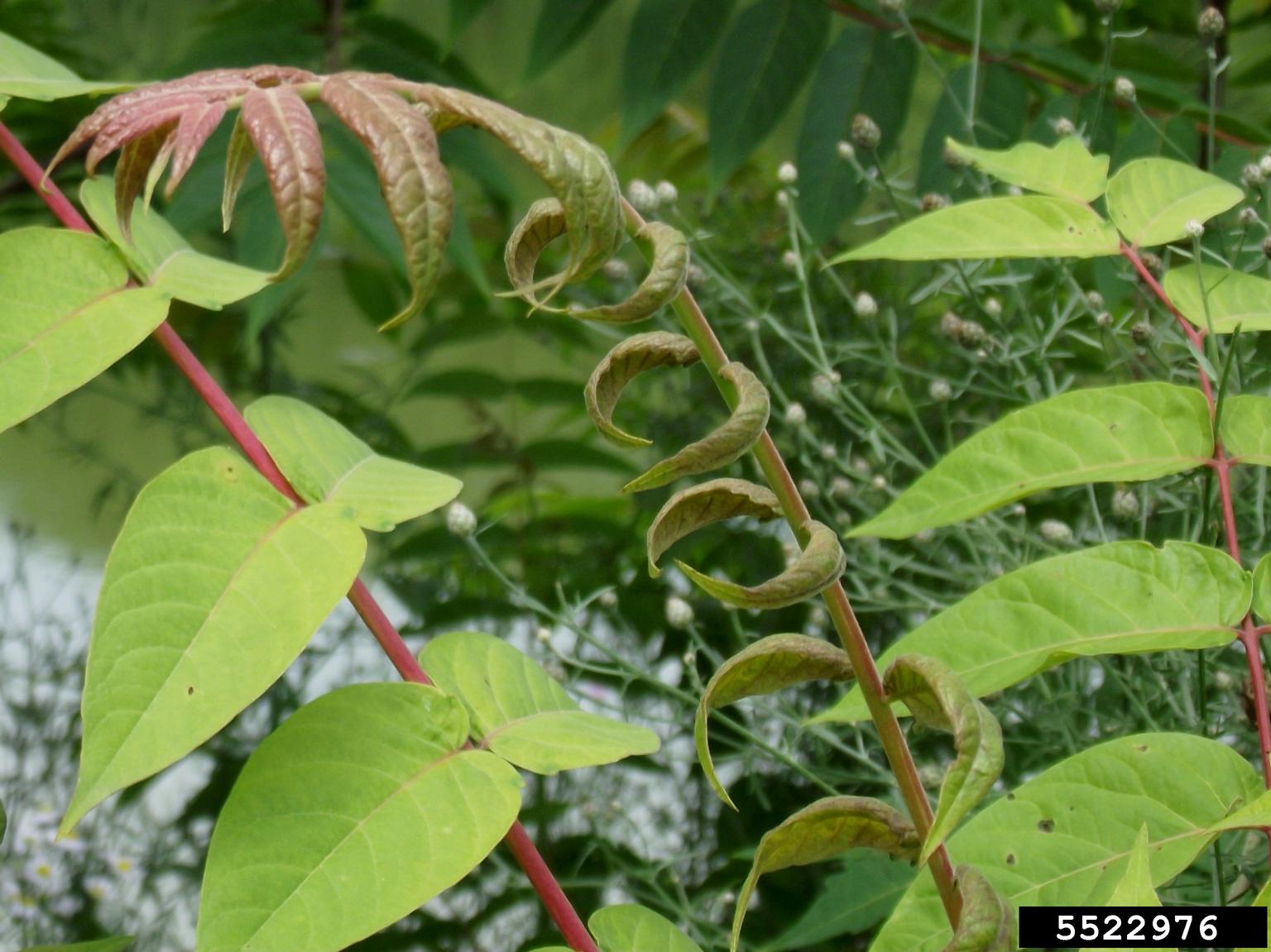 mite (Aculops ailanthi)