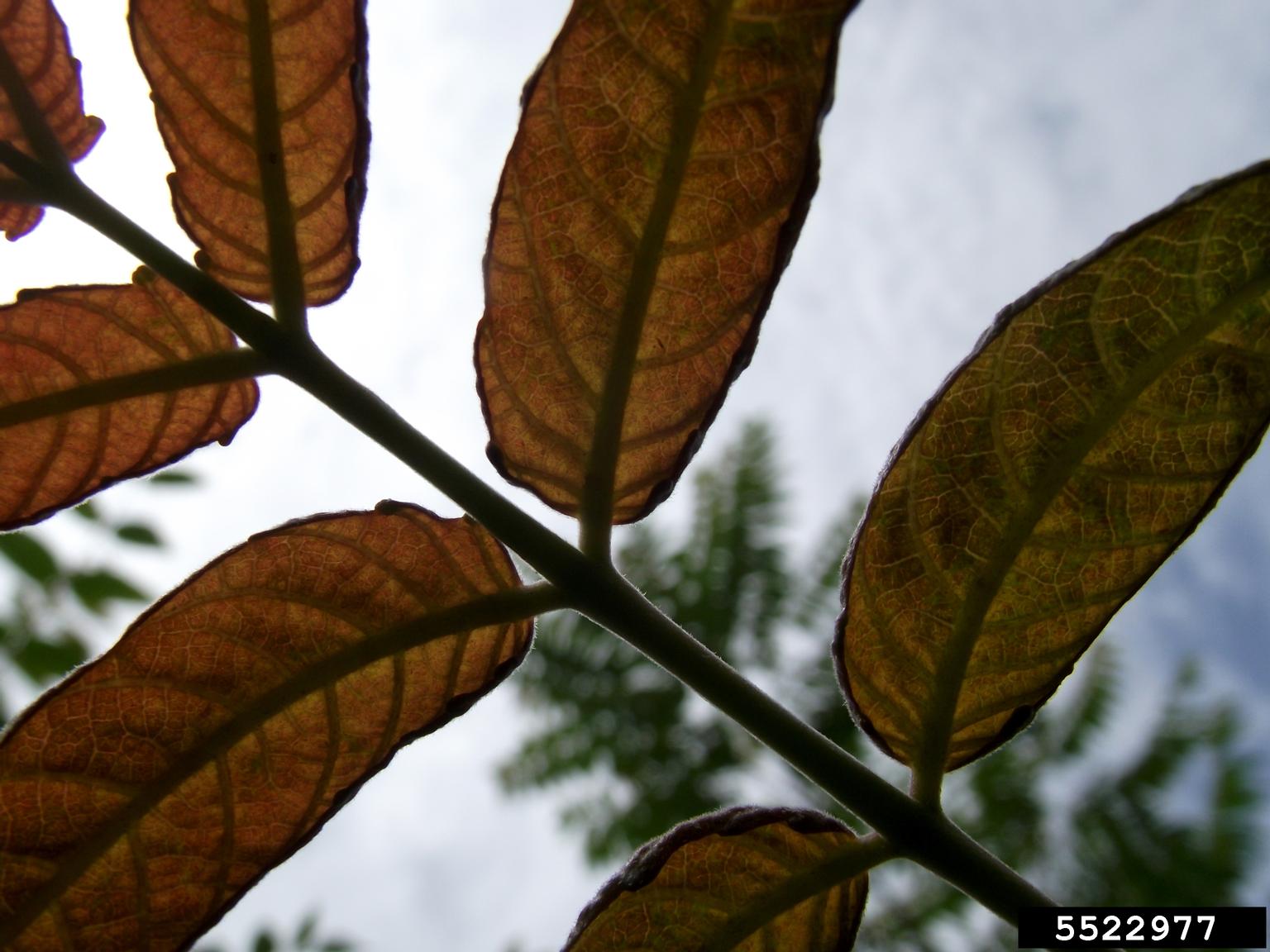 mite (Aculops ailanthi Lin-Fuping, Jin-Changle & Kuang-Haiyua, 1997)