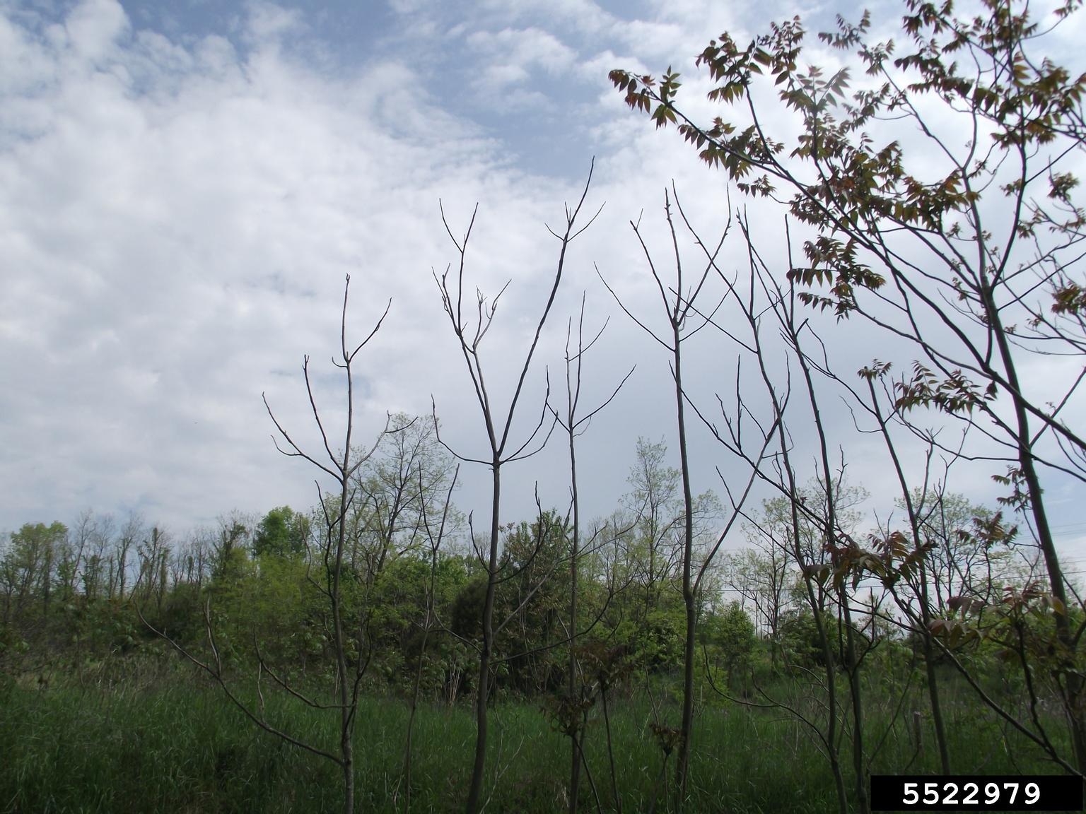 mite (Aculops ailanthi Lin-Fuping, Jin-Changle & Kuang-Haiyua, 1997)
