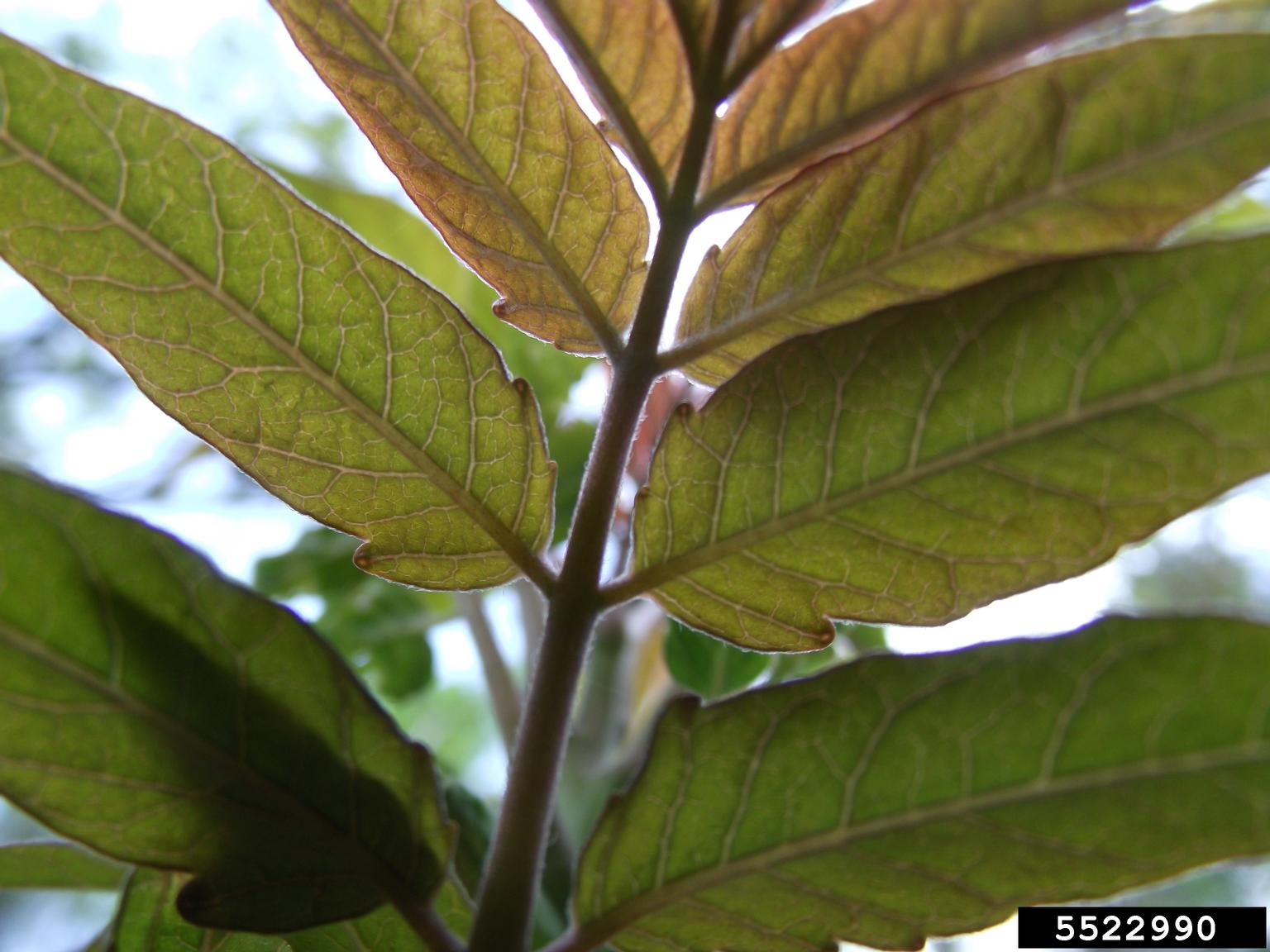 mite (Aculops ailanthi Lin-Fuping, Jin-Changle & Kuang-Haiyua, 1997)