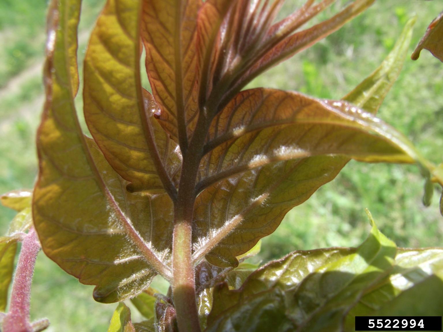 mite (Aculops ailanthi Lin-Fuping, Jin-Changle & Kuang-Haiyua, 1997)