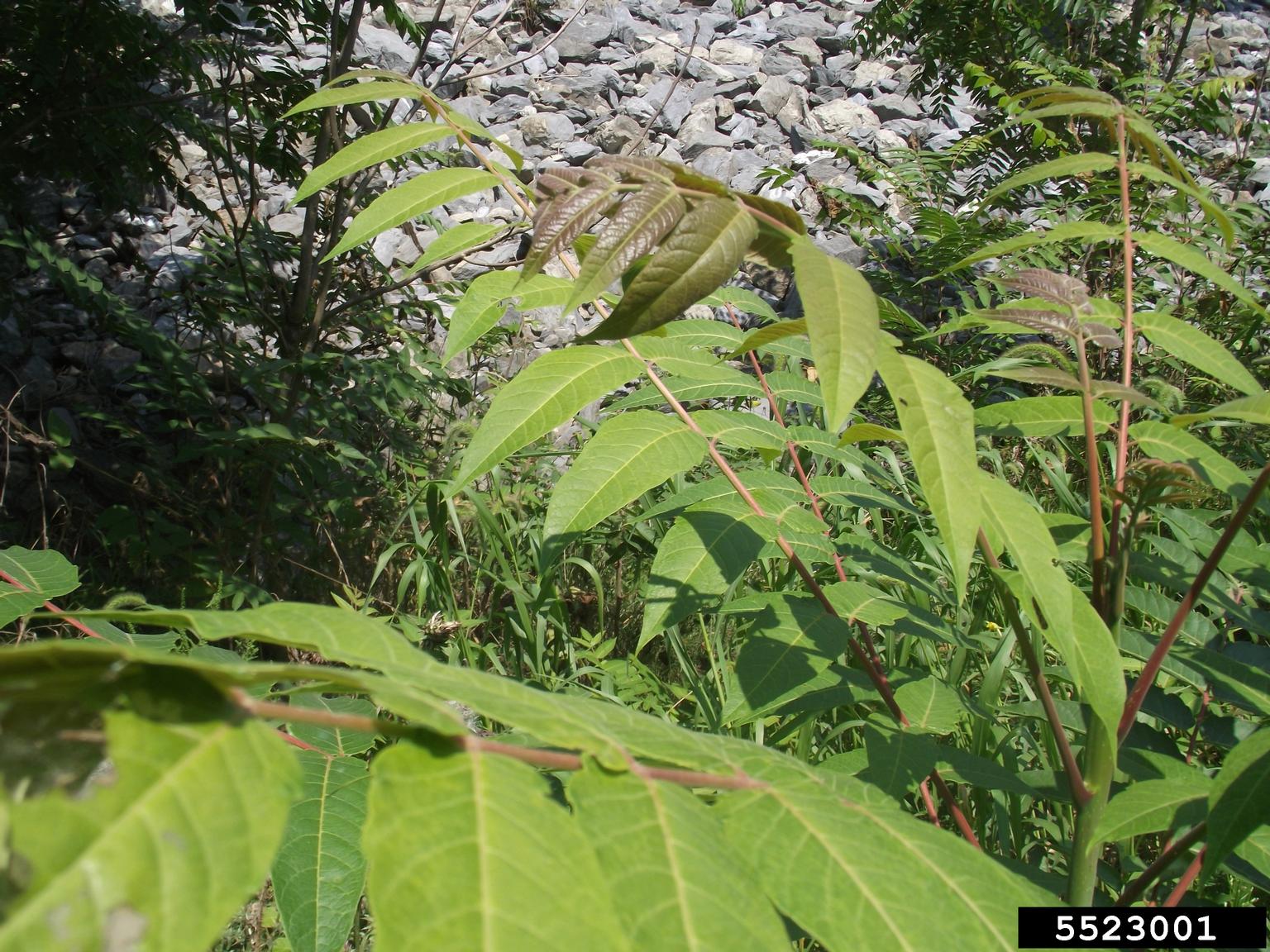 mite (Aculops ailanthi Lin-Fuping, Jin-Changle & Kuang-Haiyua, 1997)