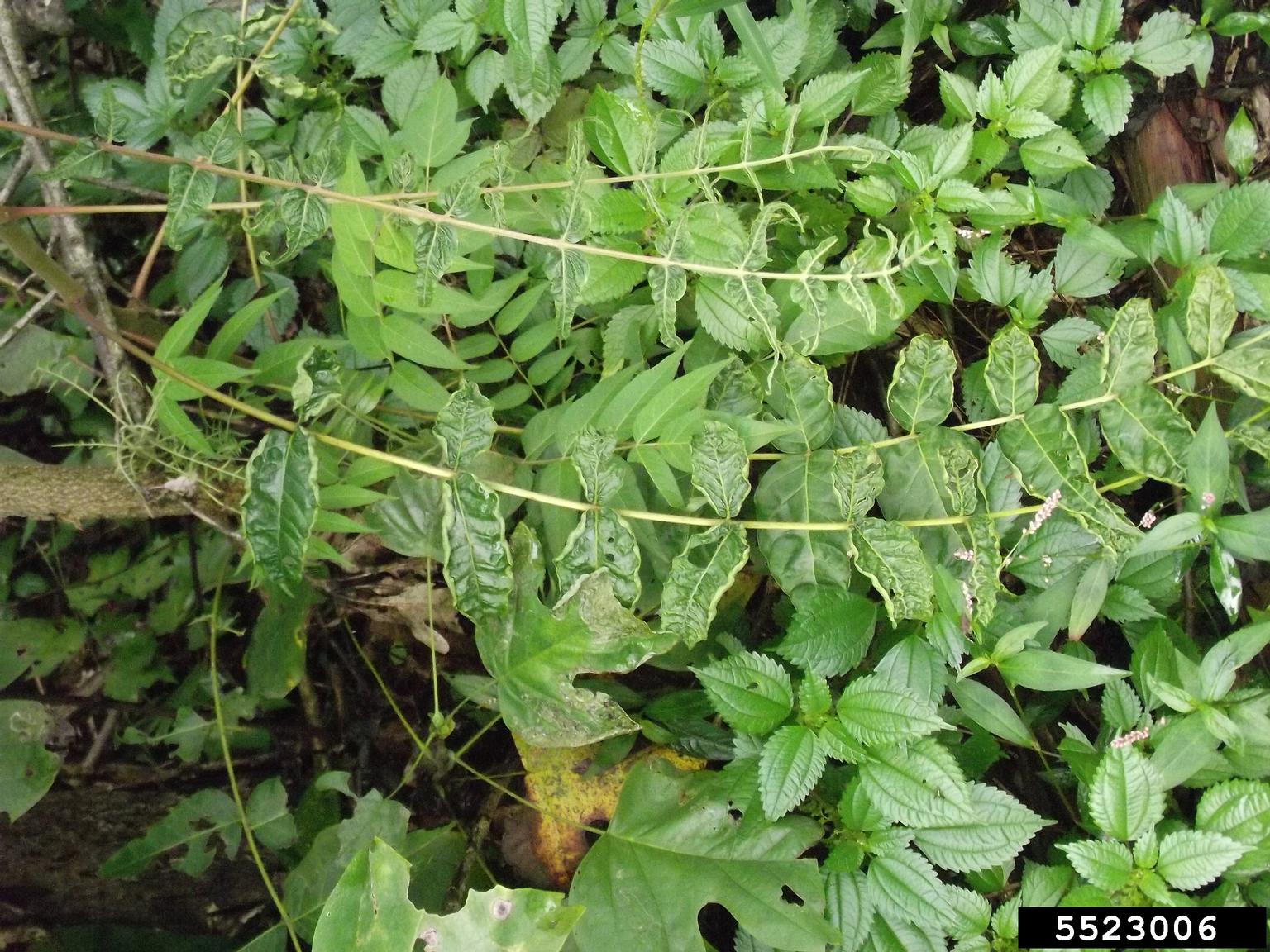 mite (Aculops ailanthi Lin-Fuping, Jin-Changle & Kuang-Haiyua, 1997)
