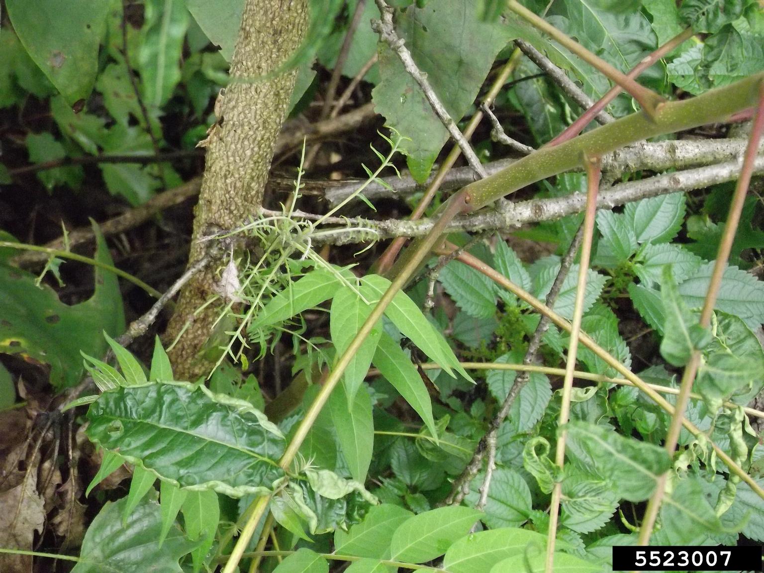 mite (Aculops ailanthi Lin-Fuping, Jin-Changle & Kuang-Haiyua, 1997)
