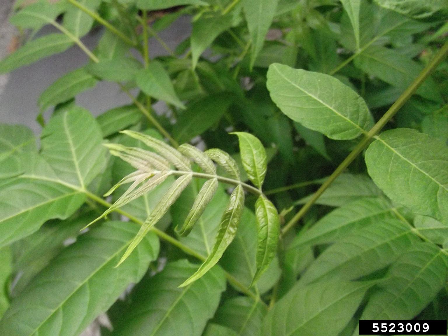 mite (Aculops ailanthi Lin-Fuping, Jin-Changle & Kuang-Haiyua, 1997)