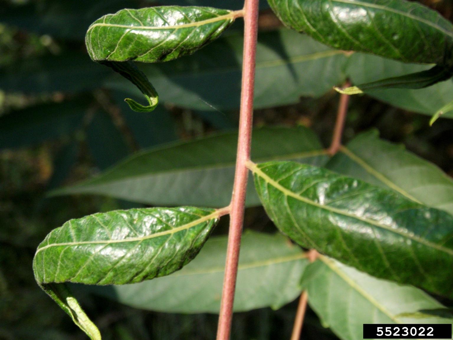 mite (Aculops ailanthi Lin-Fuping, Jin-Changle & Kuang-Haiyua, 1997)