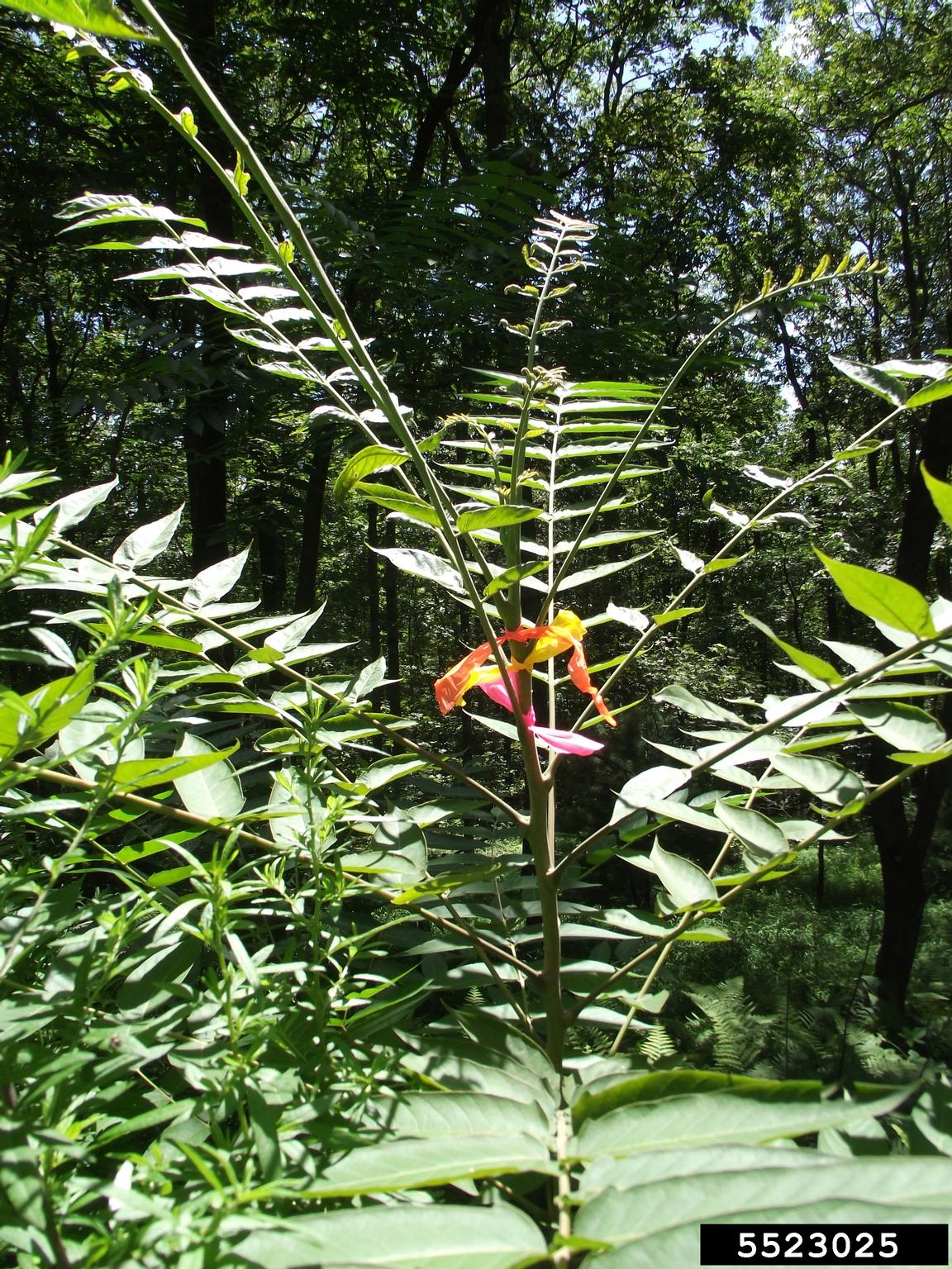 mite (Aculops ailanthi Lin-Fuping, Jin-Changle & Kuang-Haiyua, 1997)