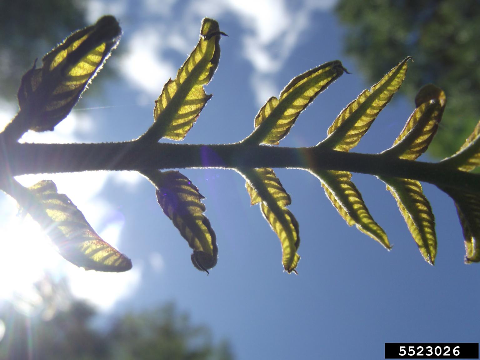 mite (Aculops ailanthi Lin-Fuping, Jin-Changle & Kuang-Haiyua, 1997)